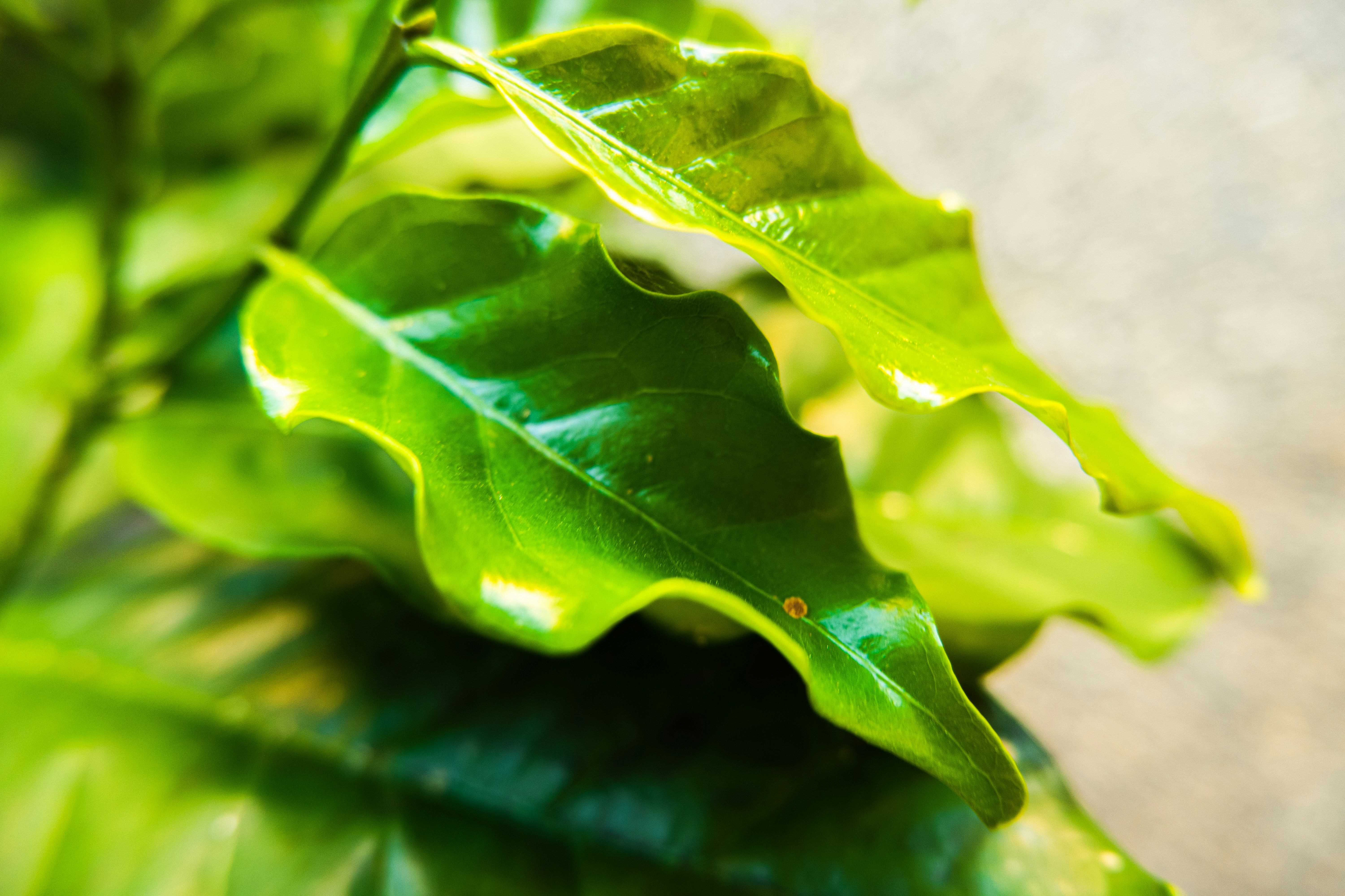 Ryan Luca (@ryan_luca) | Komunitas Foto Unsplash