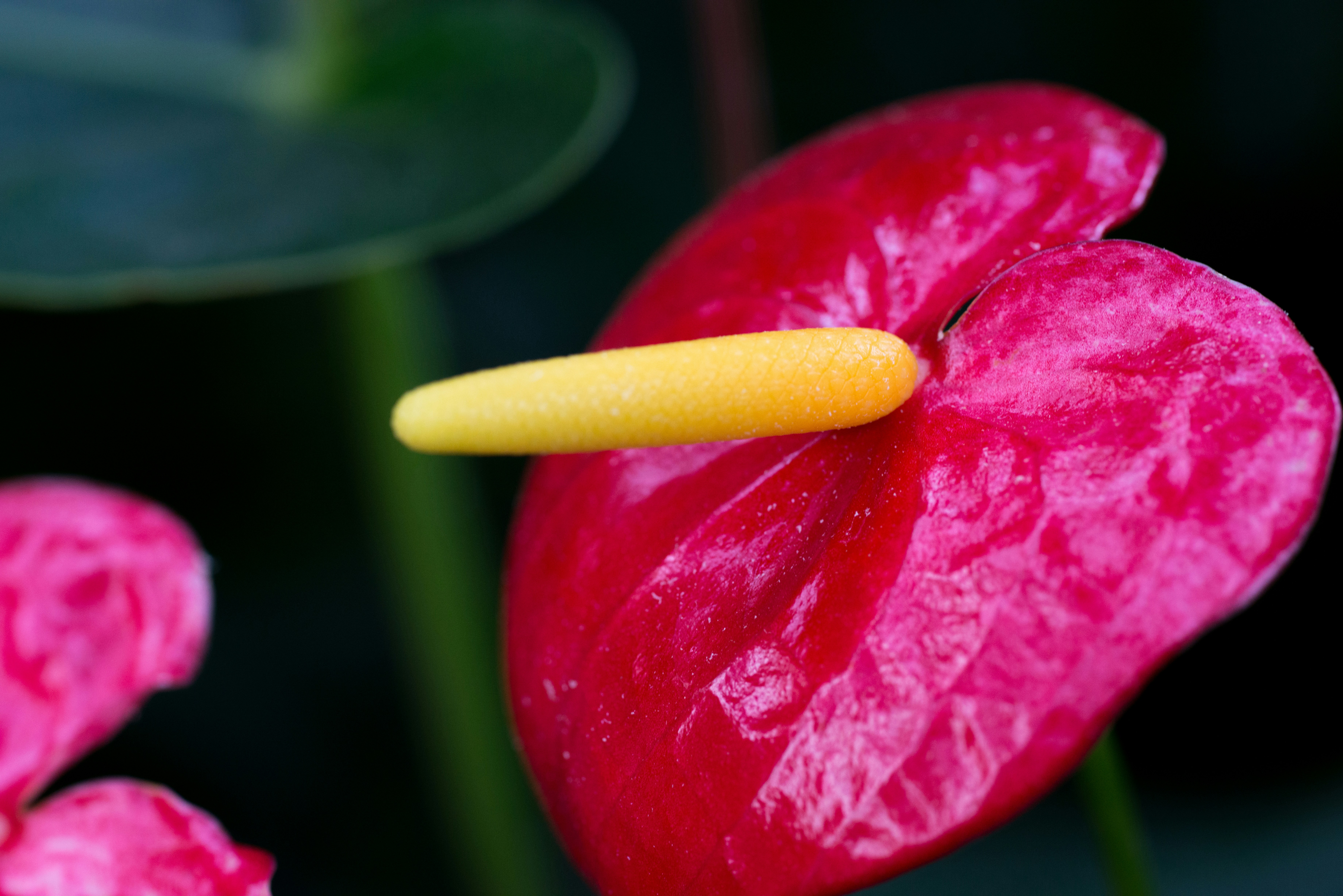 Bright pink anthurium flower with a striking yellow spadix, set against a backdrop of lush green leaves.
