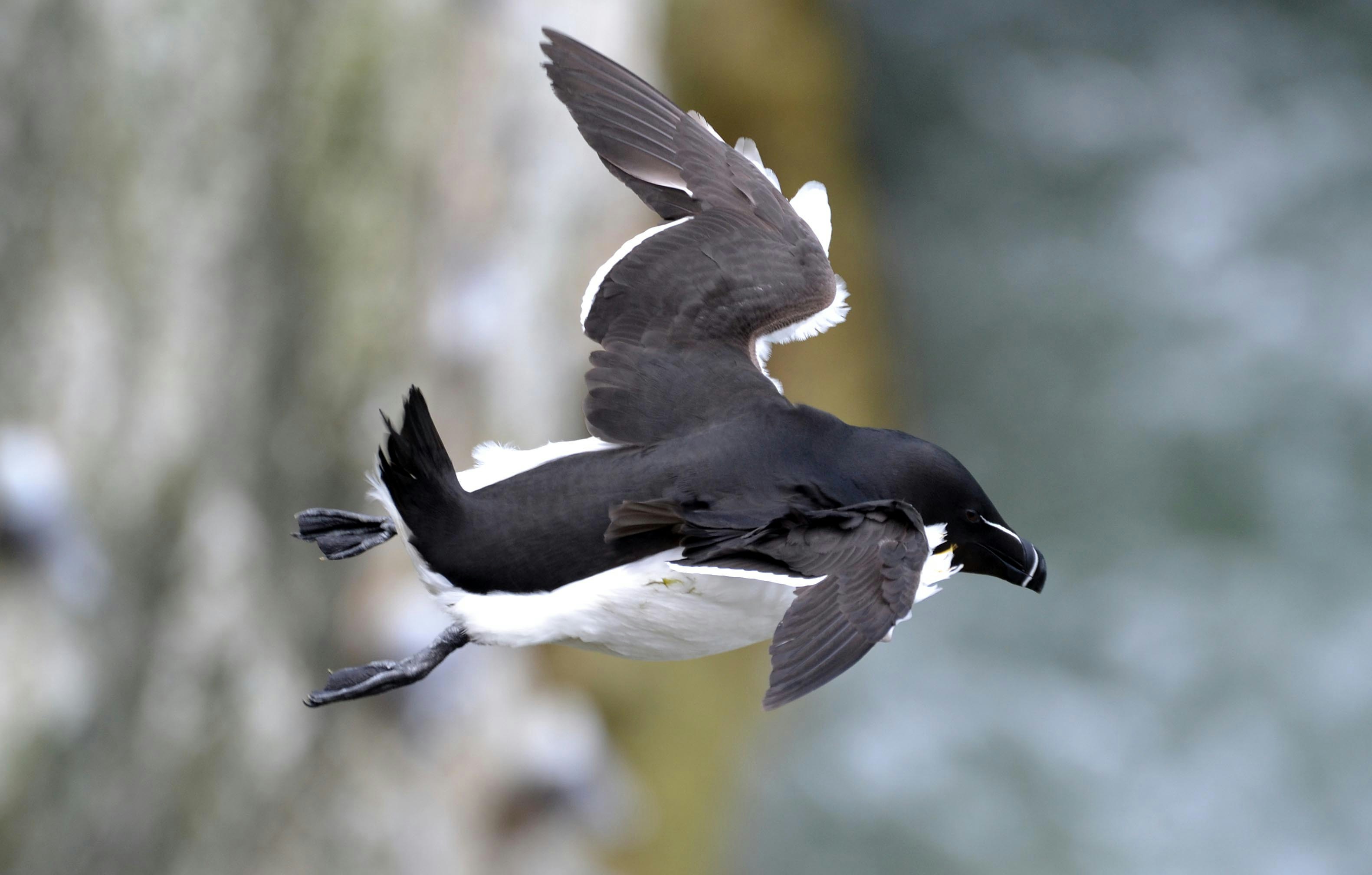 Seabird in mid-flight against a blurred coastal backdrop.