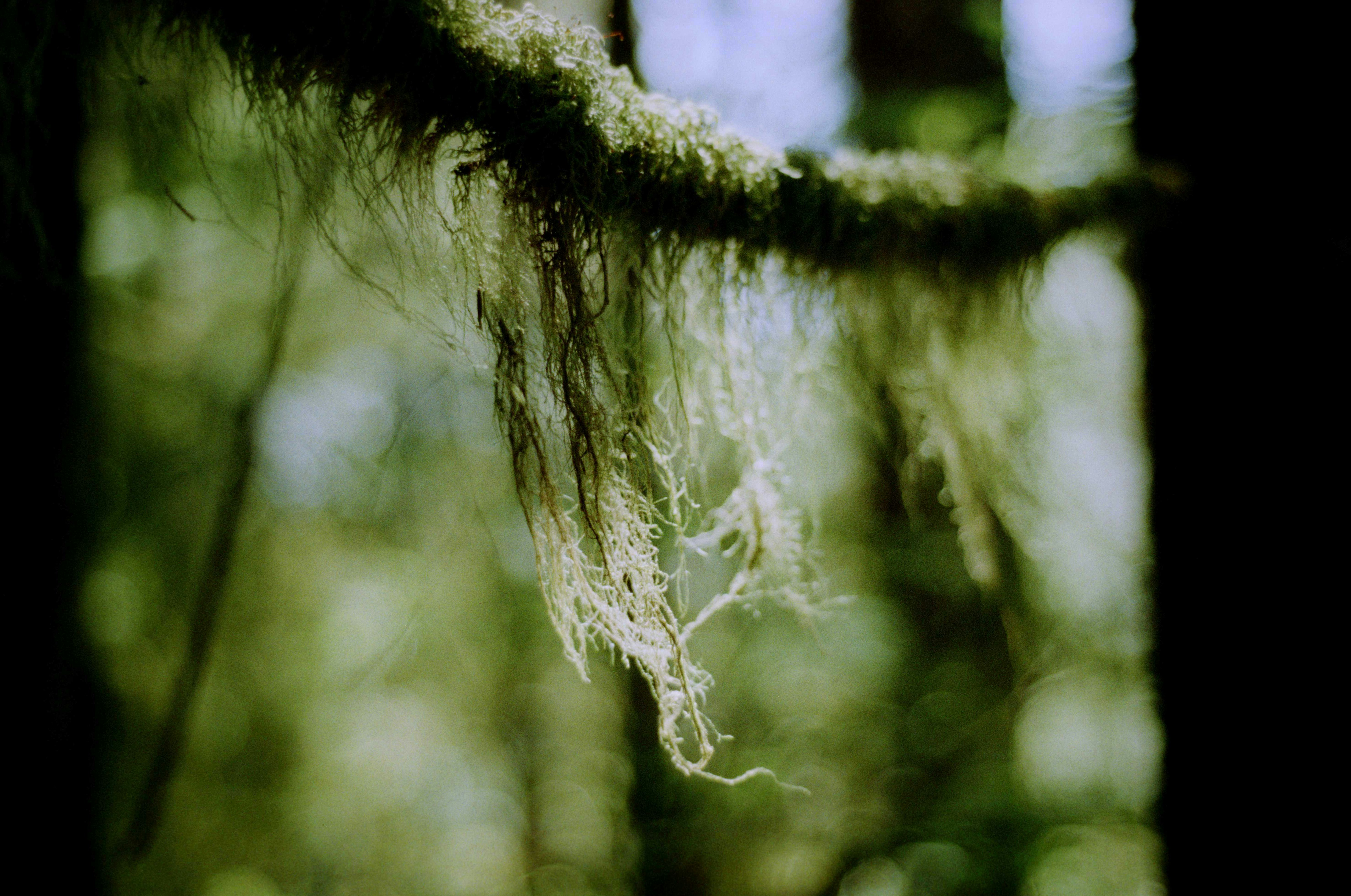 Mossy Fray: Delicate Threads along a Forest Edge