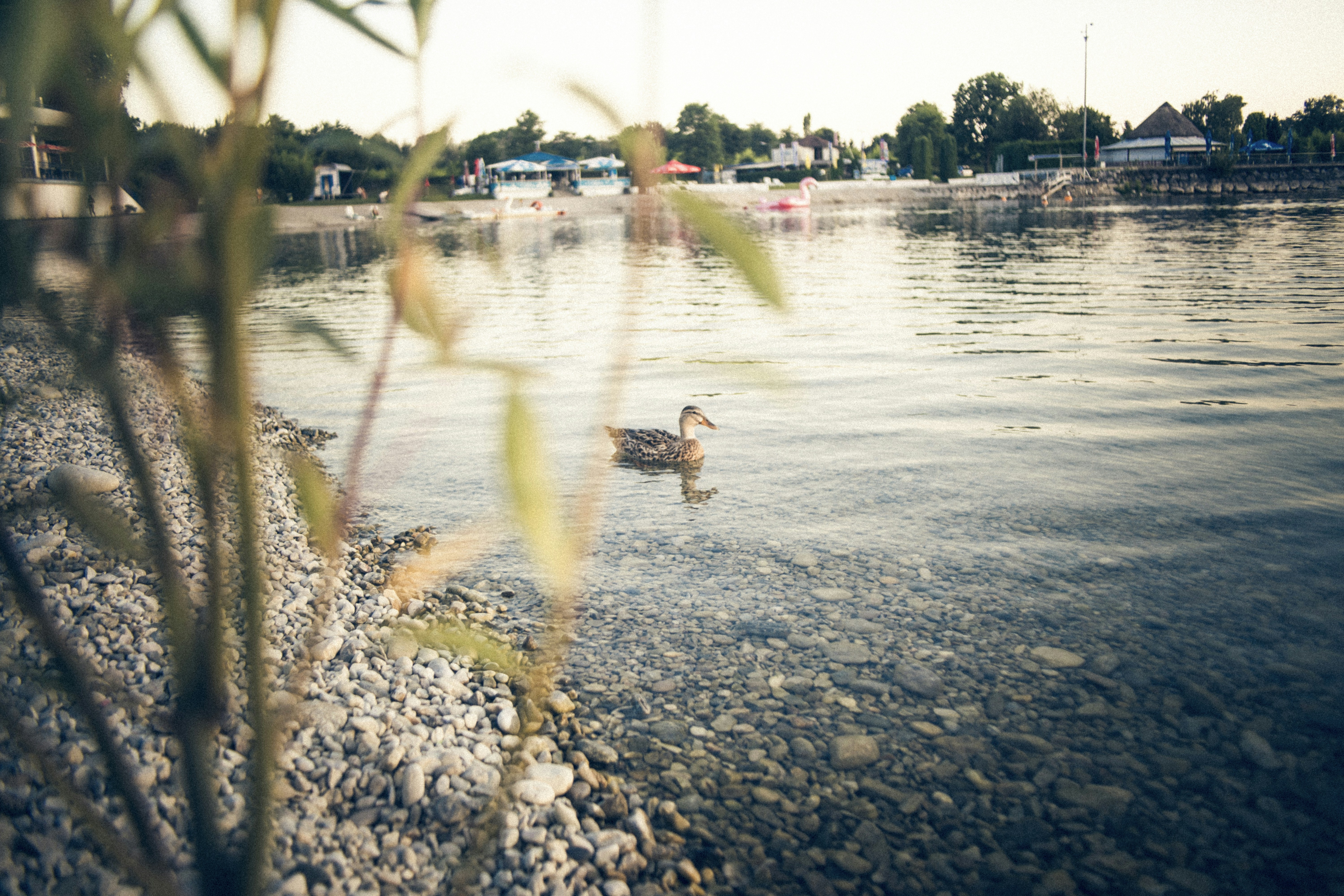 Gliding in Quiet Light: A Duck by the Pebble Shore