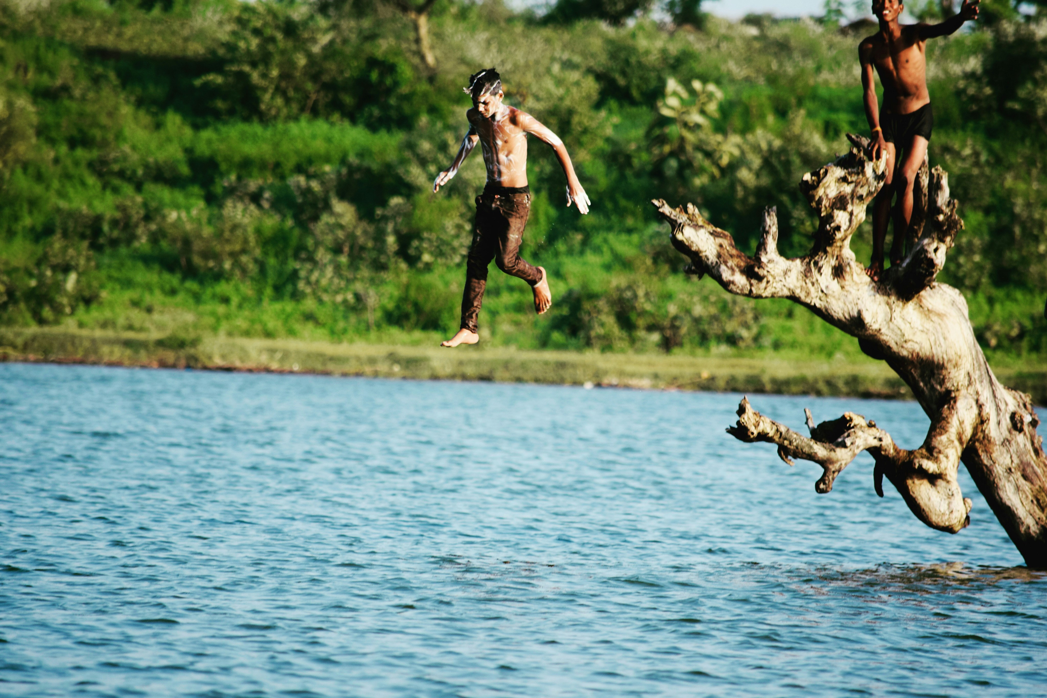 Driftwood Leap: A Sunlit Jump into the Lake