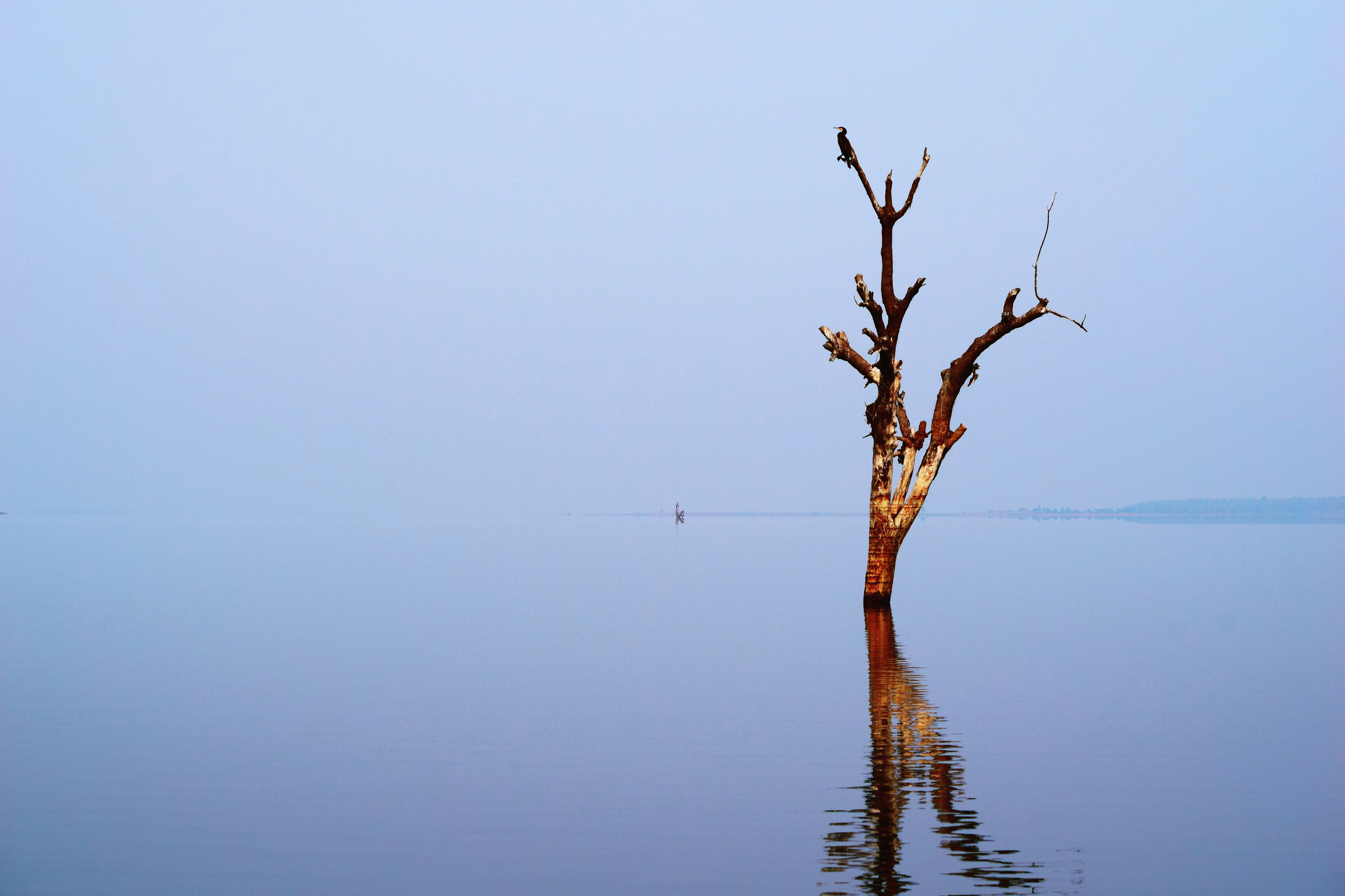 Withered in calm body of water photo – Free Blue Image on Unsplash