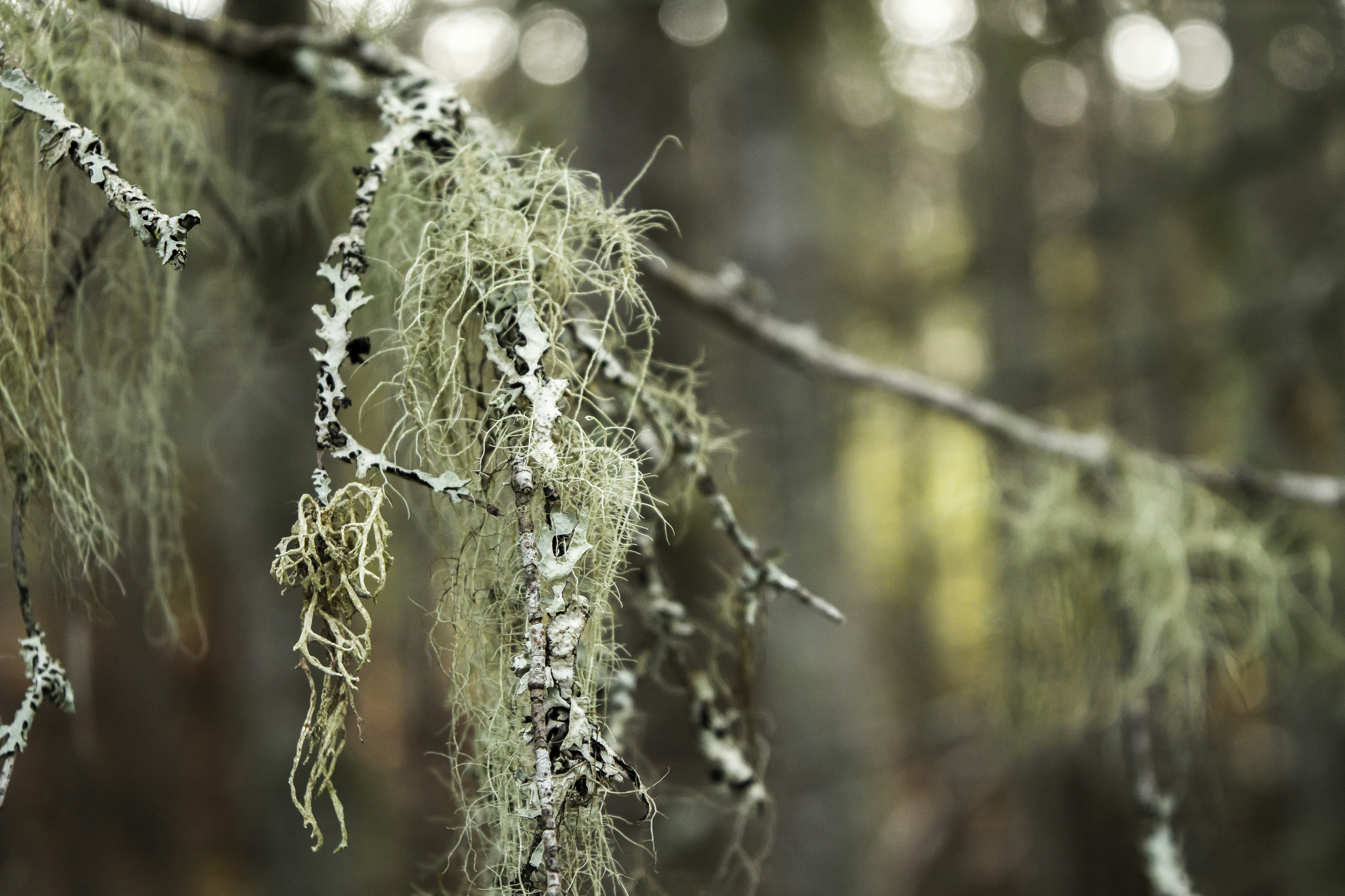 Delicate strands of lichen drape gracefully from a tree branch, showcasing intricate textures against a softly blurred forest backdrop.
