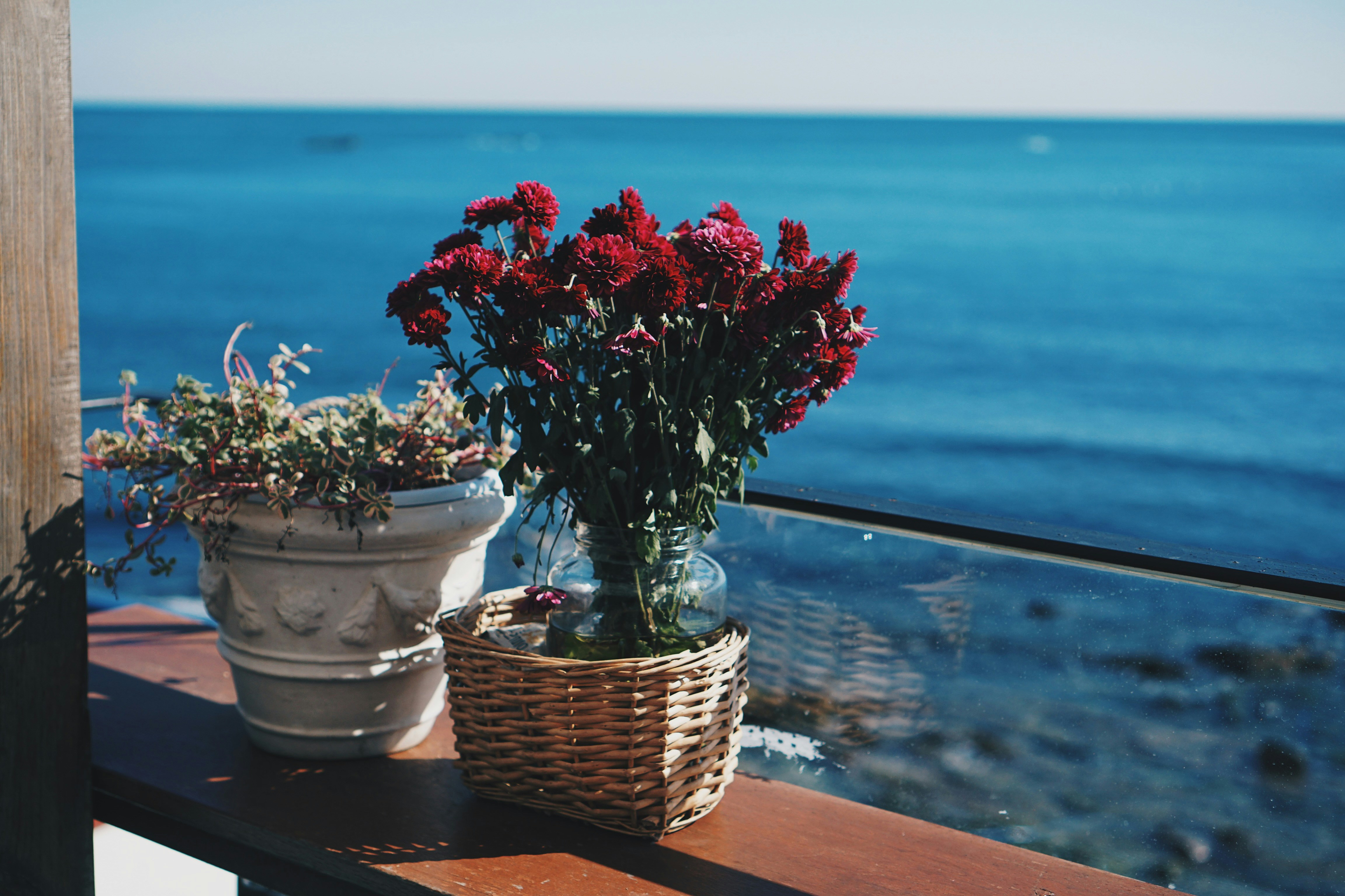 Crimson Blooms on a Seaside Balcony: Sunlit Terrace Framed by Ocean