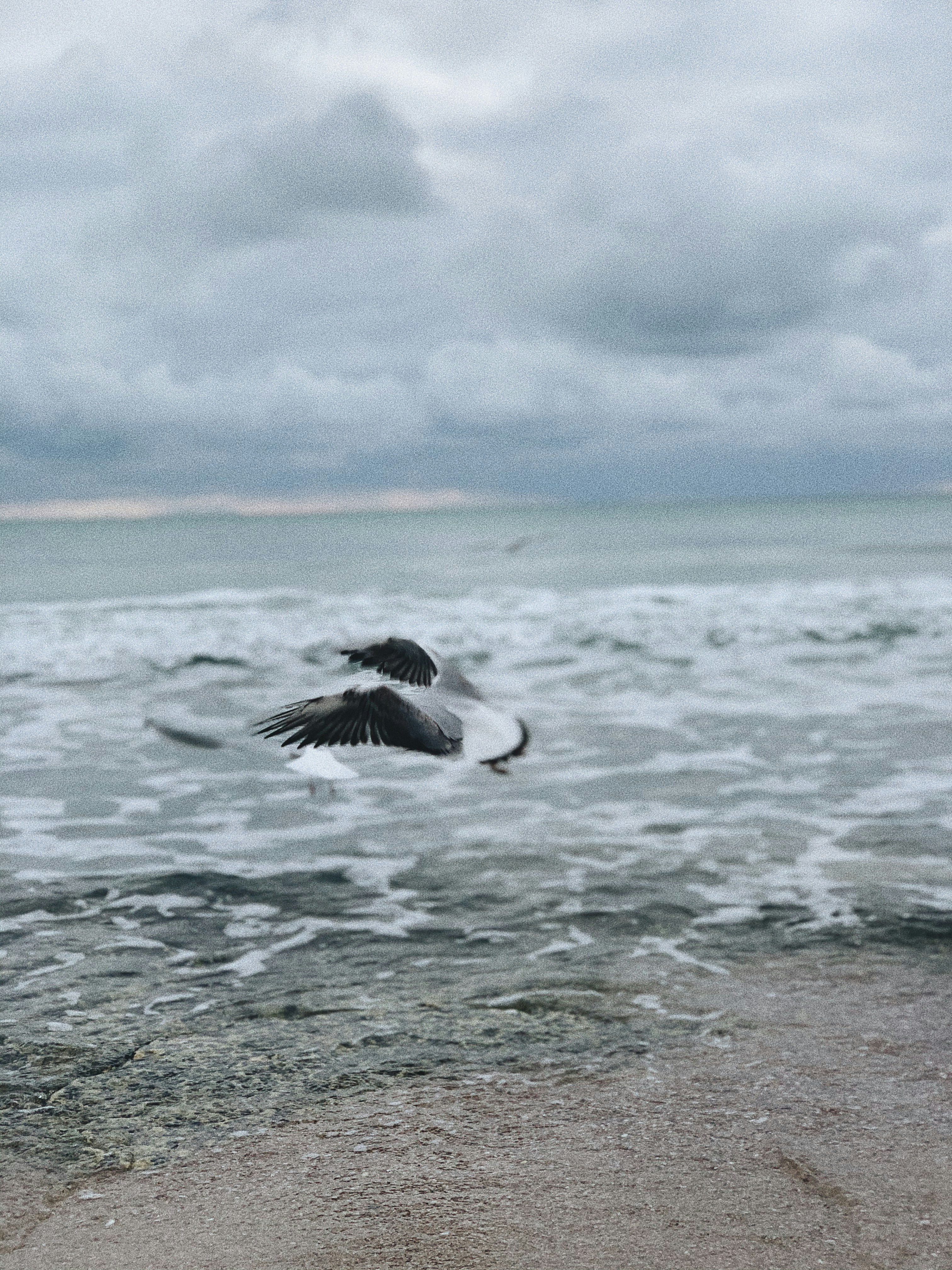 A seagull glides gracefully above the foamy shoreline, with dark clouds looming overhead. The interplay of water and sky creates a dynamic coastal scene.