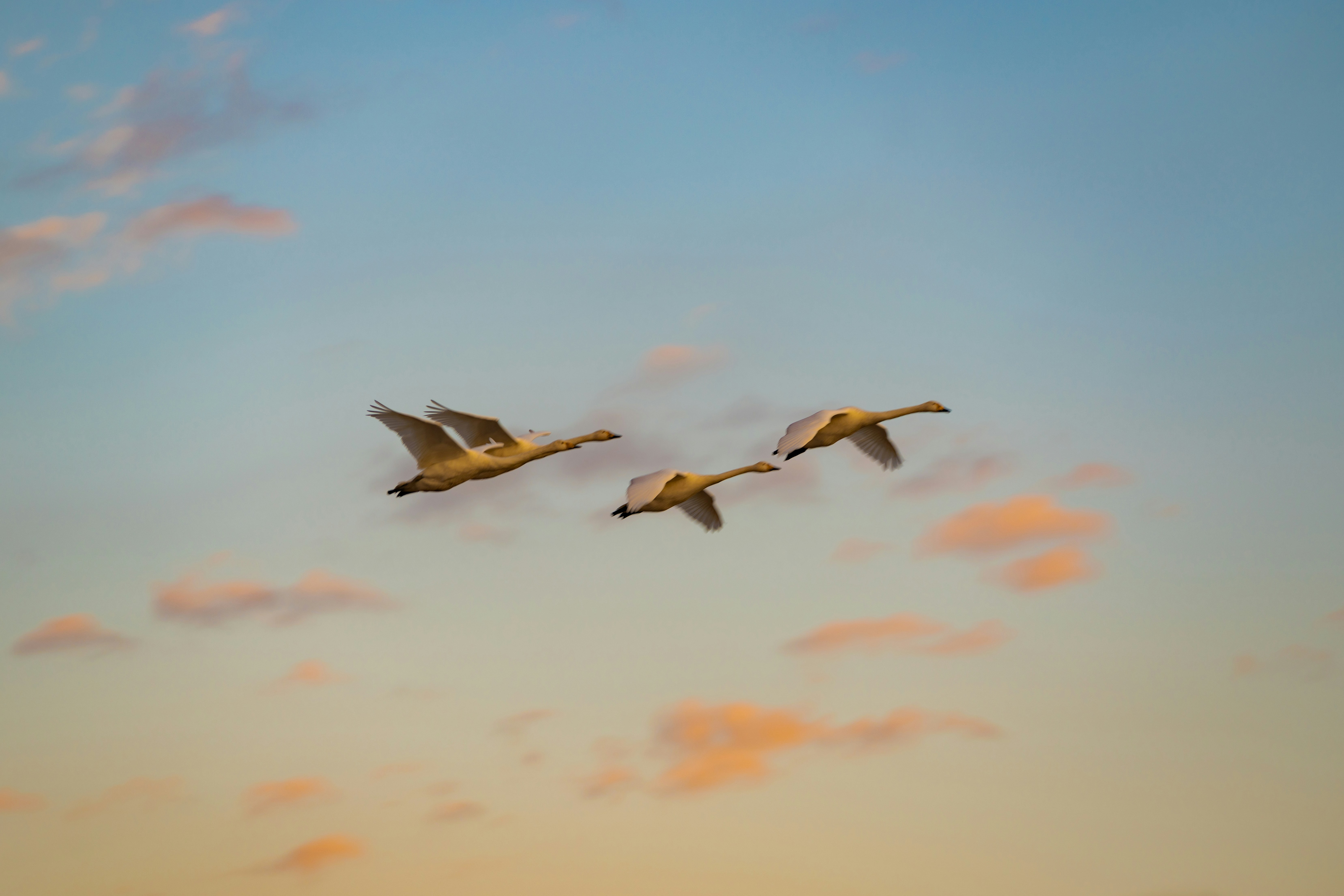 flock of birds in flight