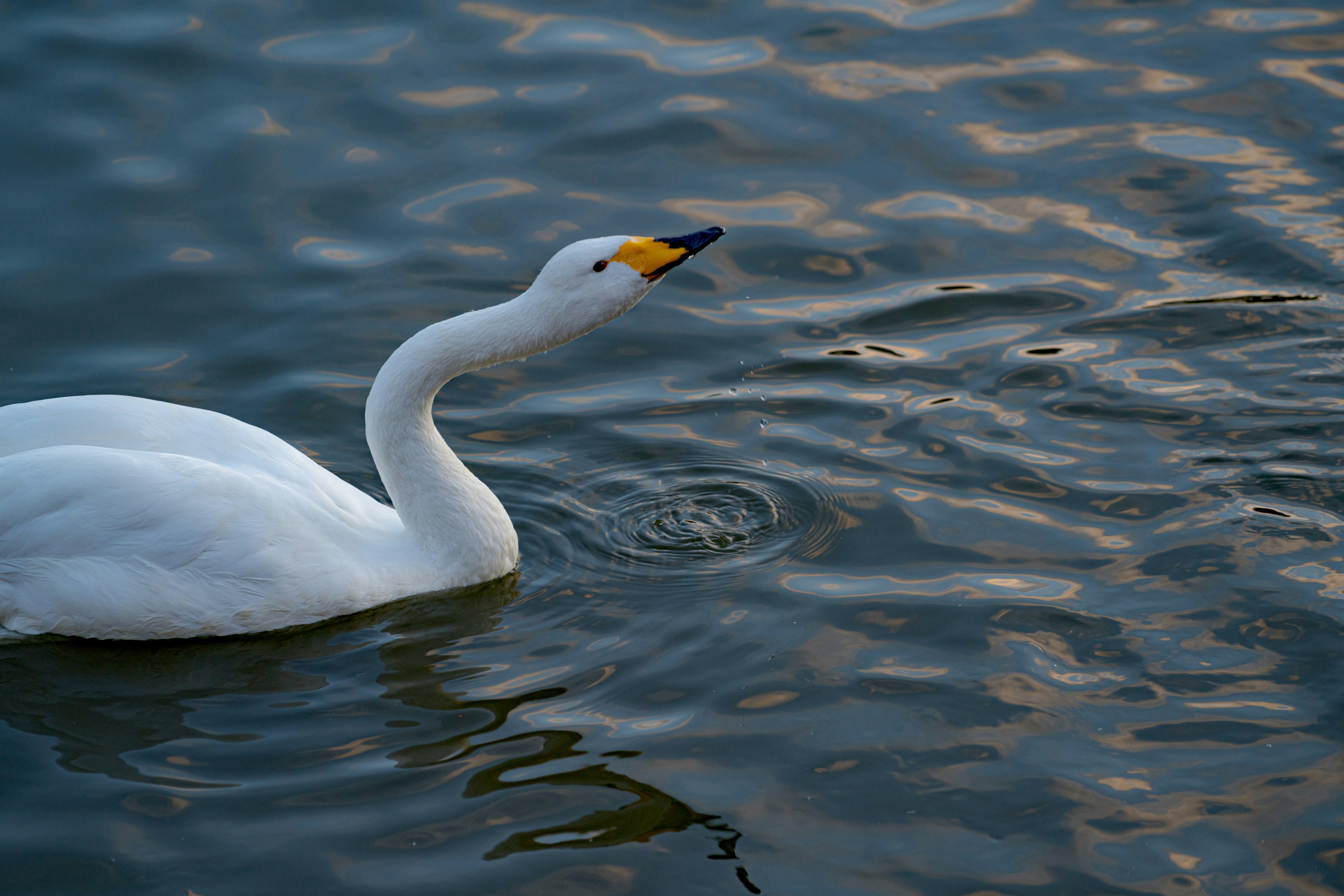 A swan gliding gracefully across a tranquil water surface, creating ripples in the calm reflection. The bird's striking yellow beak contrasts beautifully with its white feathers.