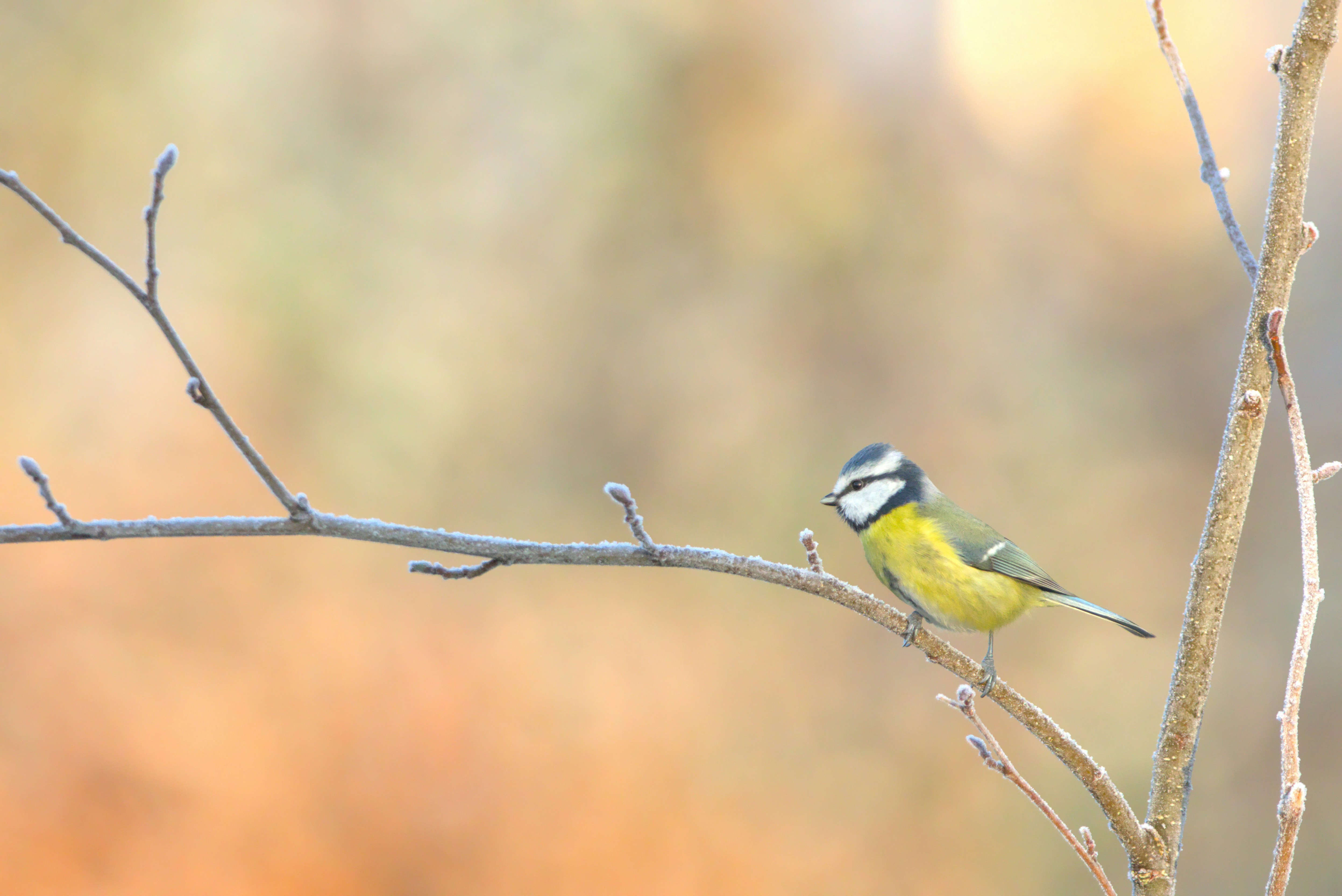 Blue tit perched on a slender branch against a softly blurred autumn backdrop.