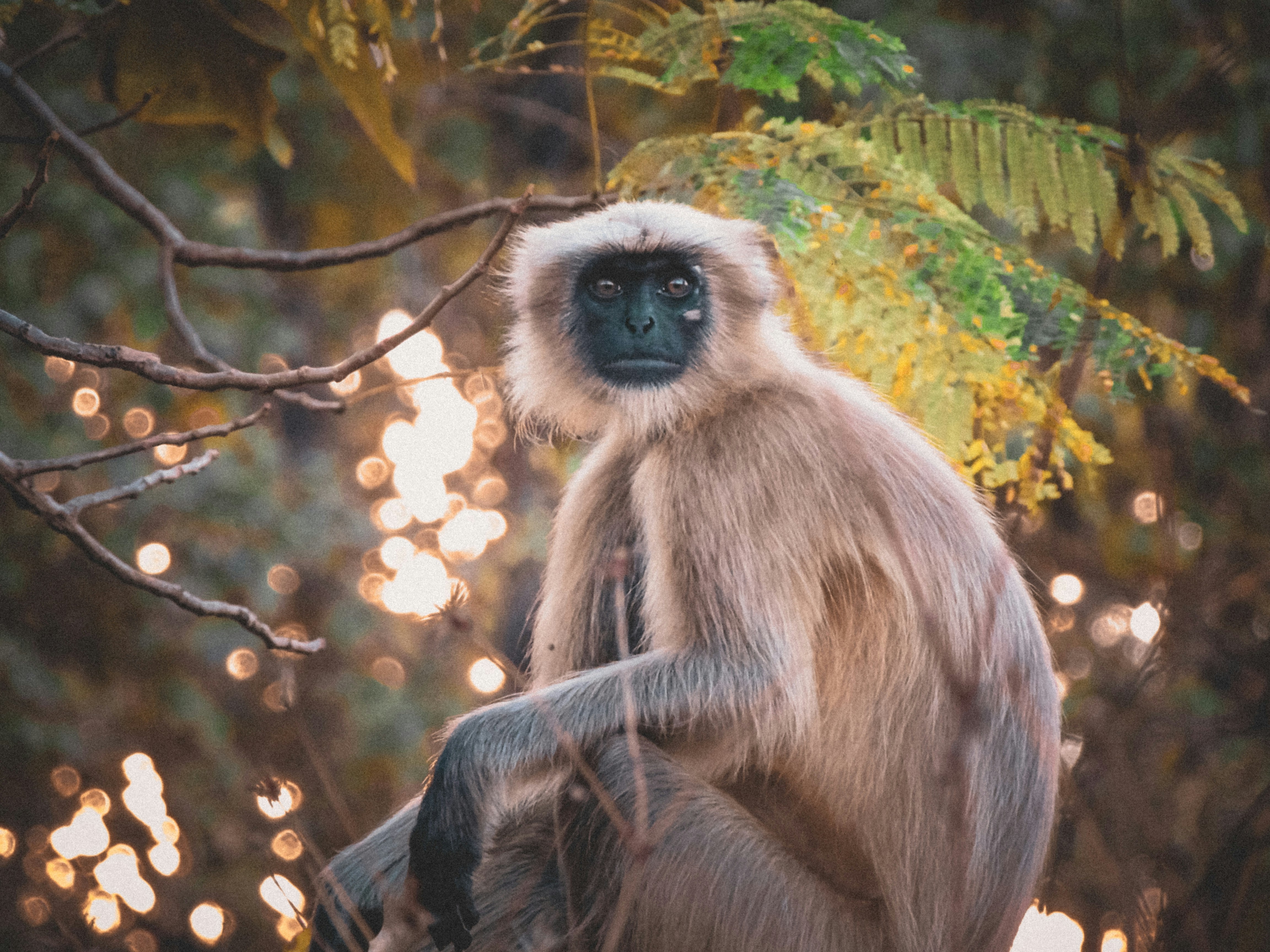 black and brown monkey
