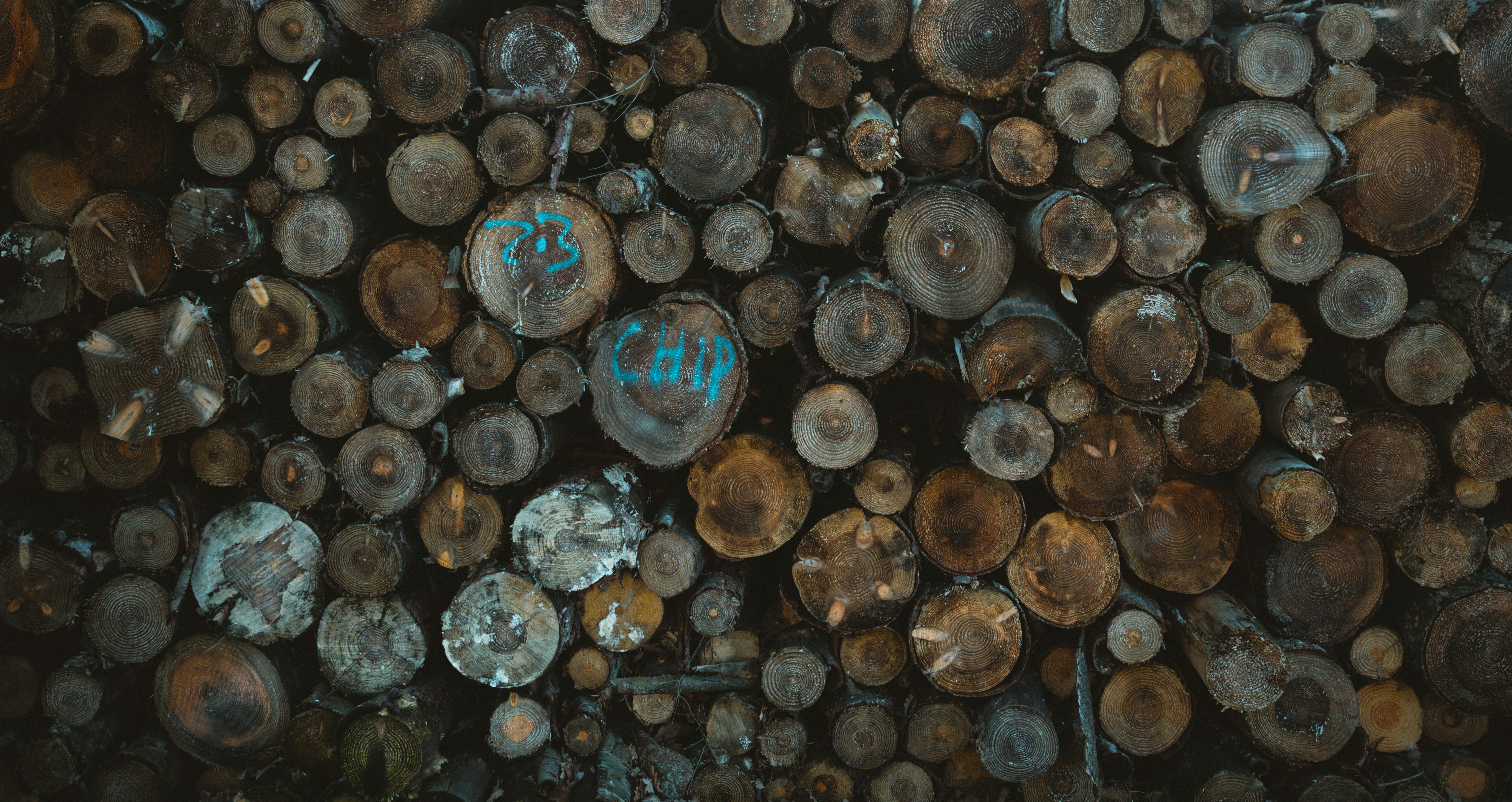 Stacks of weathered logs with chalked blue markings