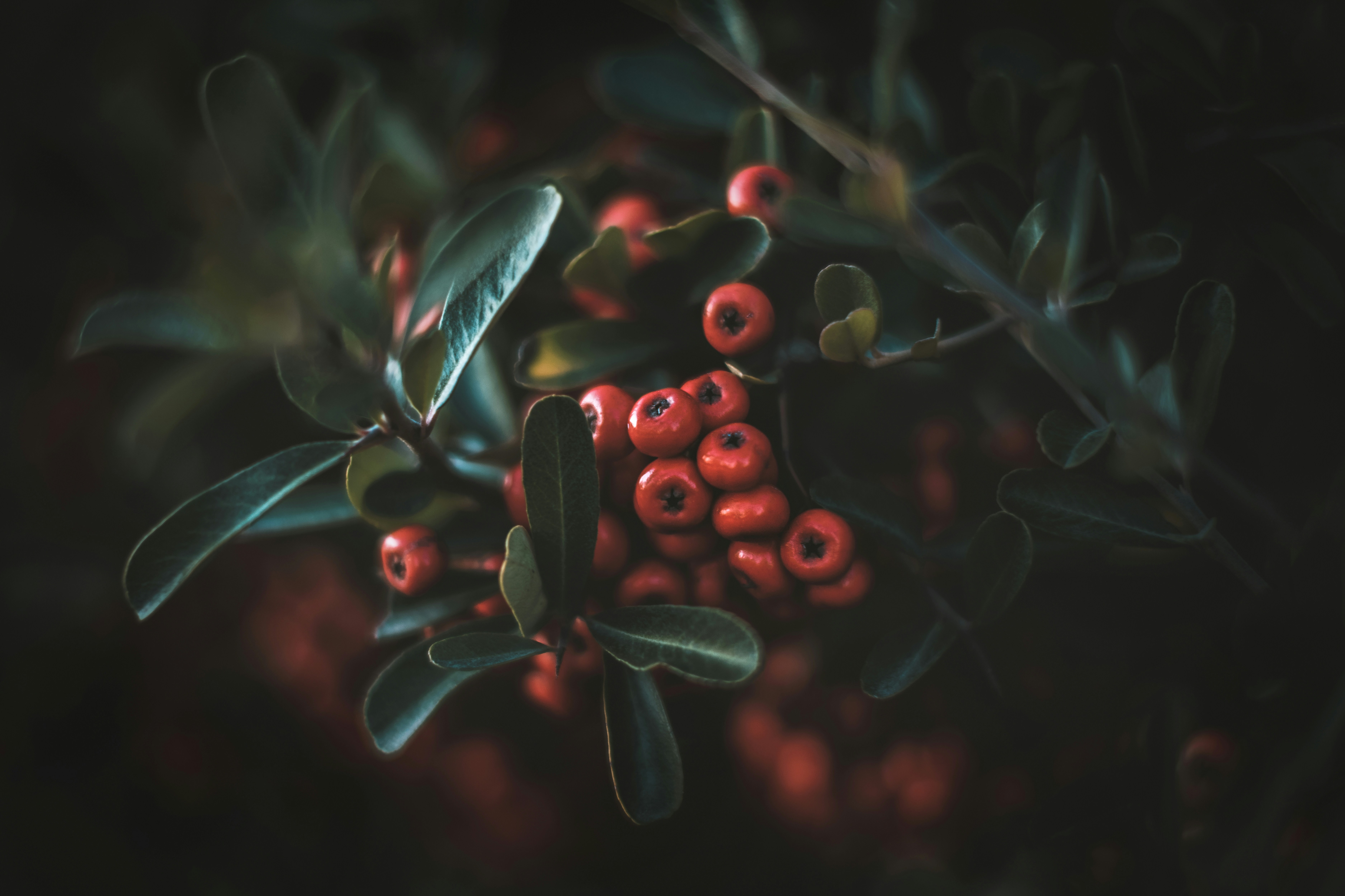 Crimson Clusters in Velvet Shadow