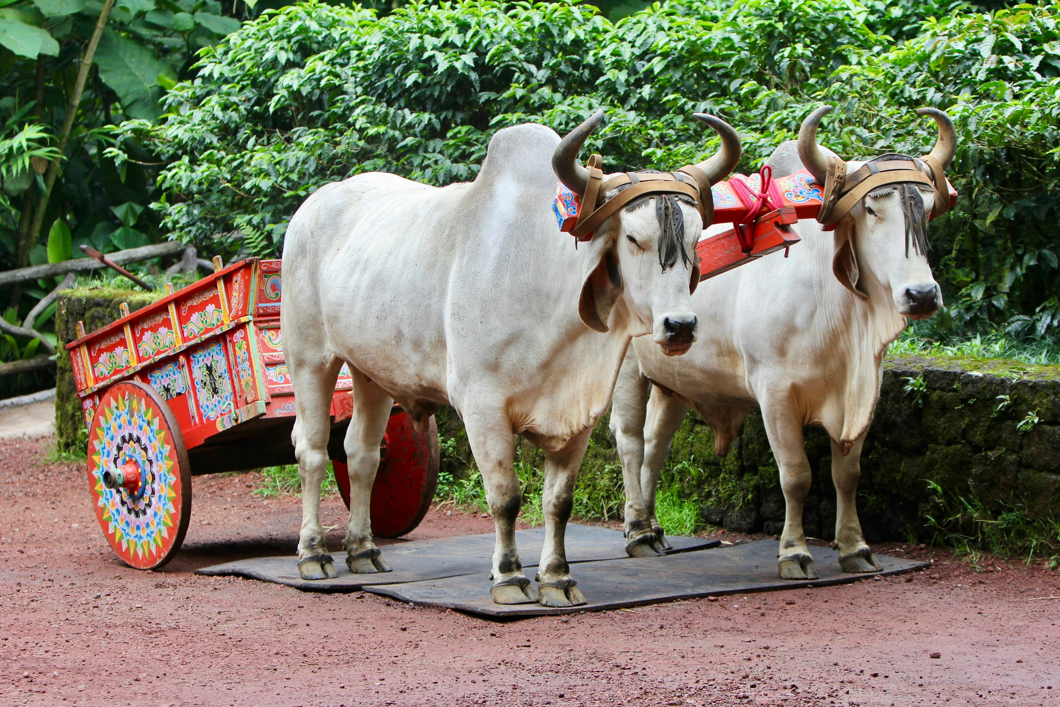 Two white oxen harnessed to a colorful, intricately painted cart on a dirt path.