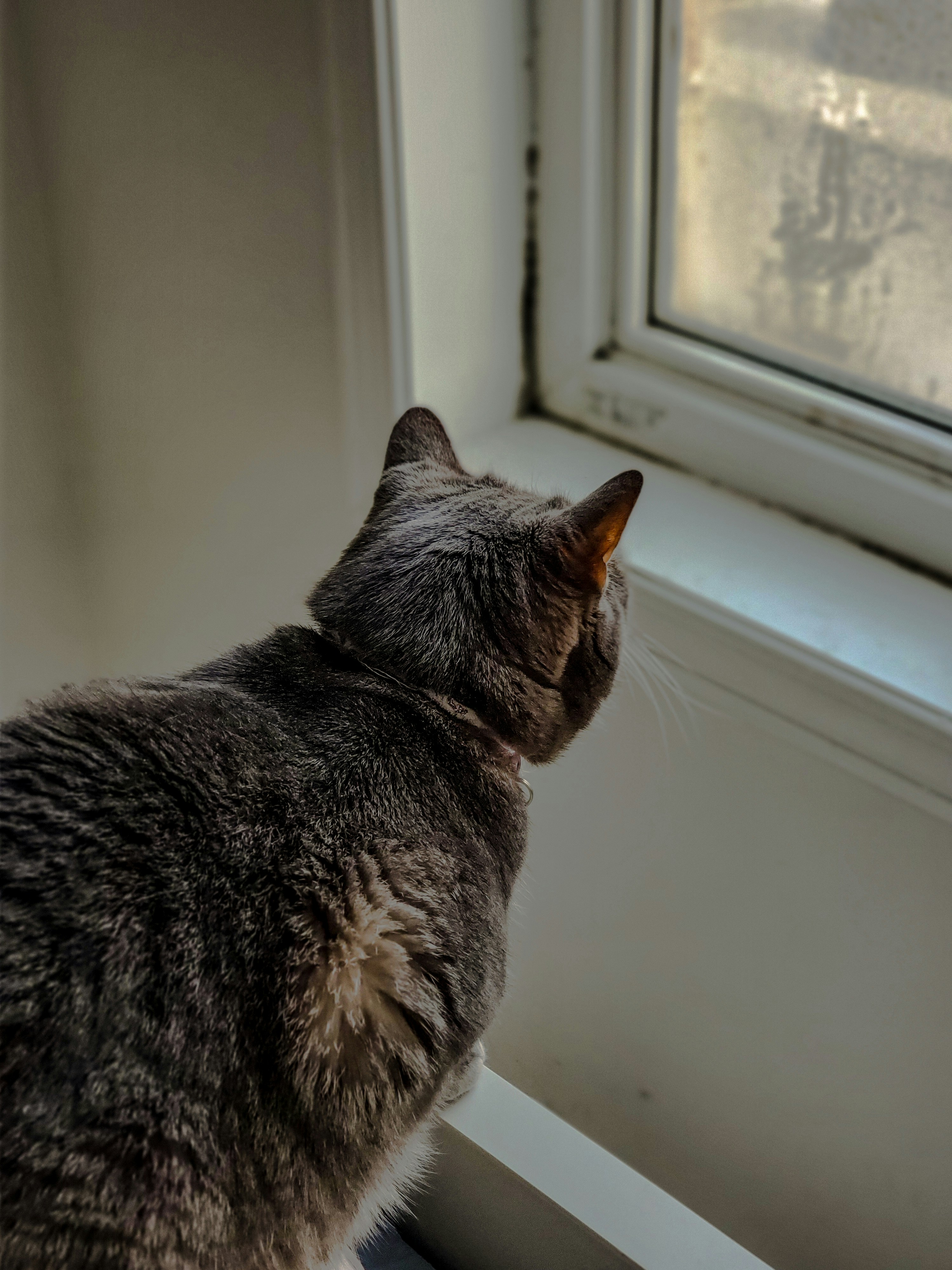 Cat facing a close glass window photo – Free Pet Image on Unsplash