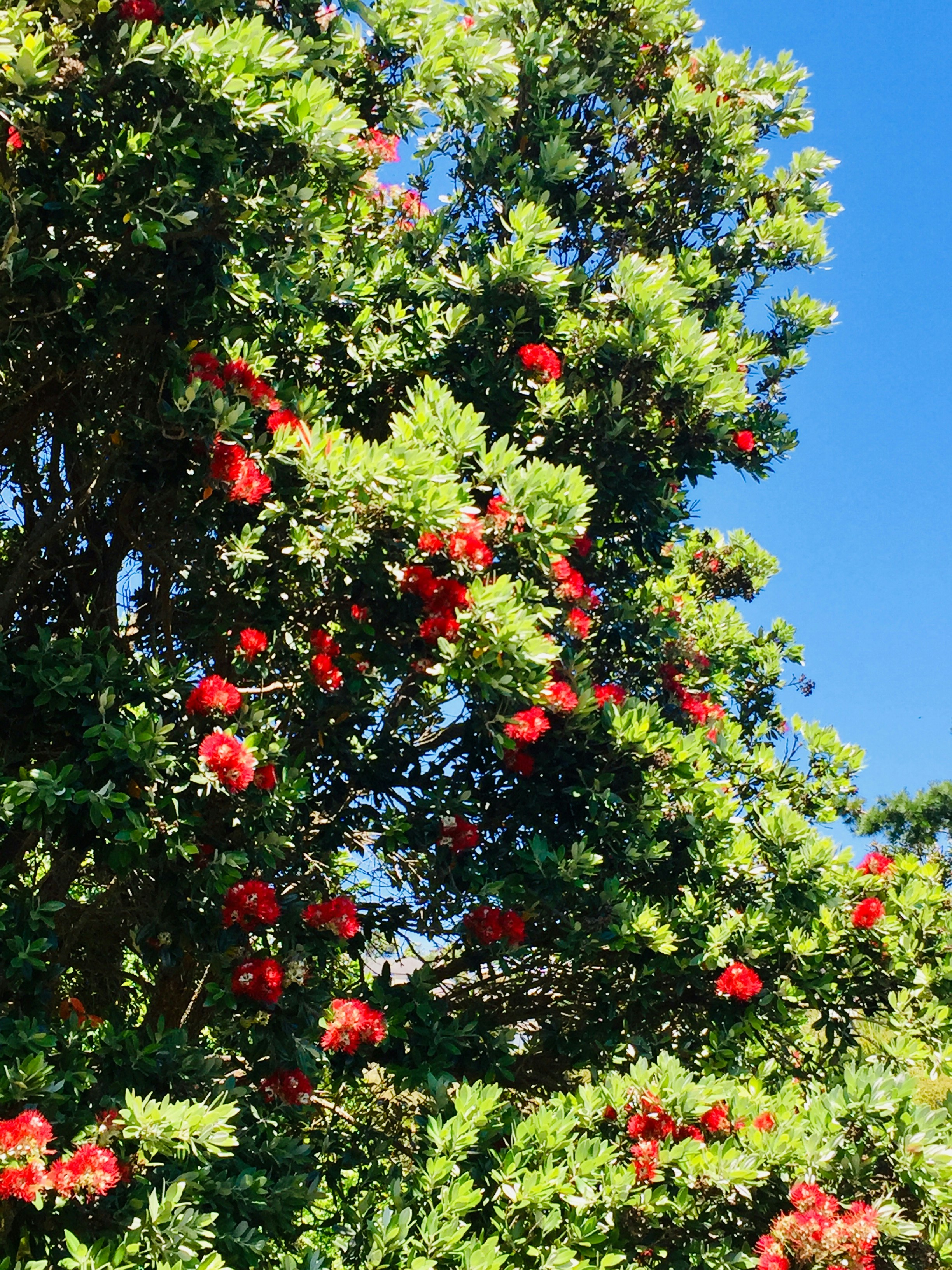 A lush tree adorned with bright red flowers stands out against a clear blue sky, showcasing the beauty of nature in full bloom.