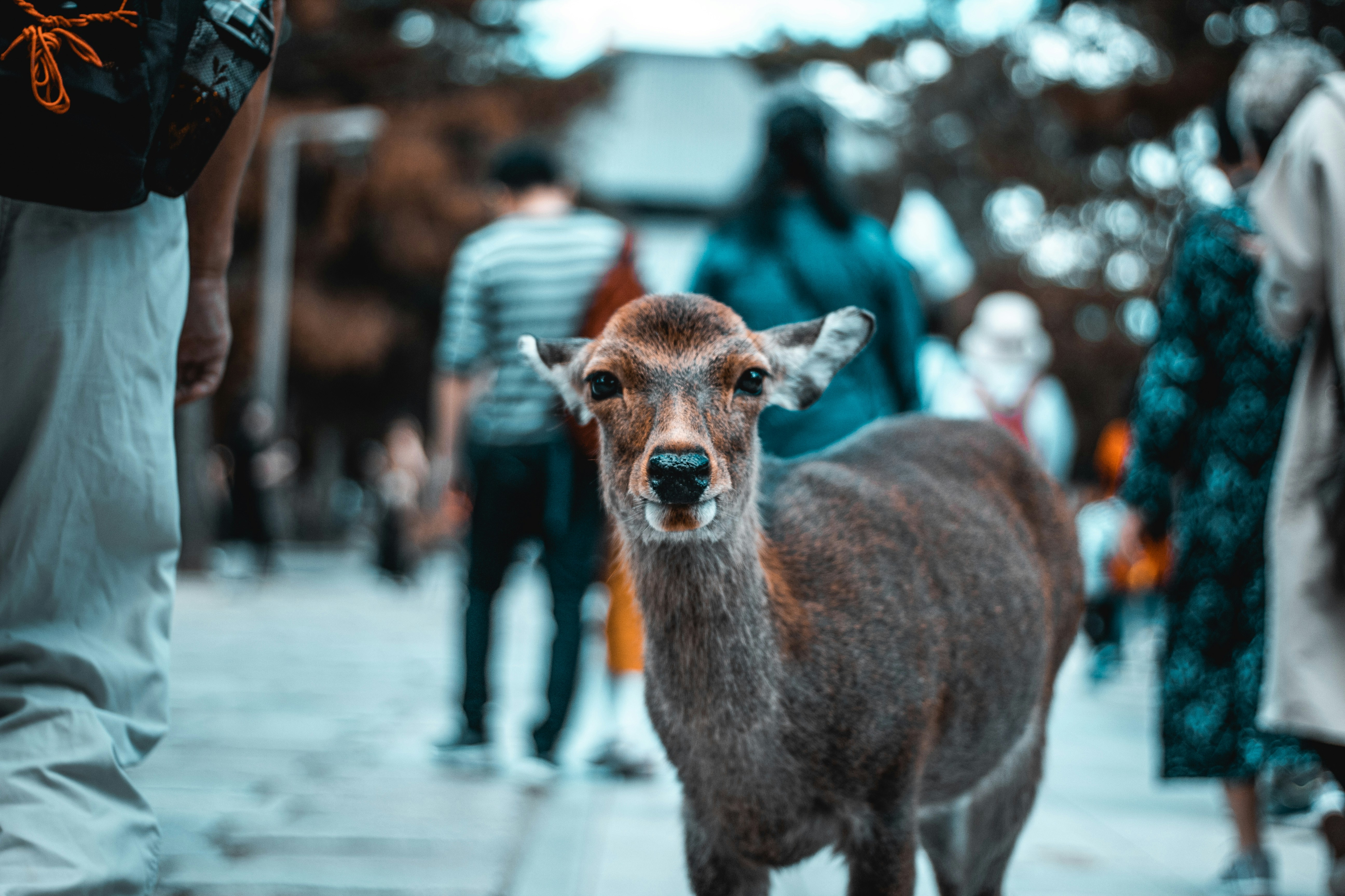 A curious deer stands amidst a bustling crowd, capturing the contrast between nature and urban life. Its attentive gaze draws the viewer in.