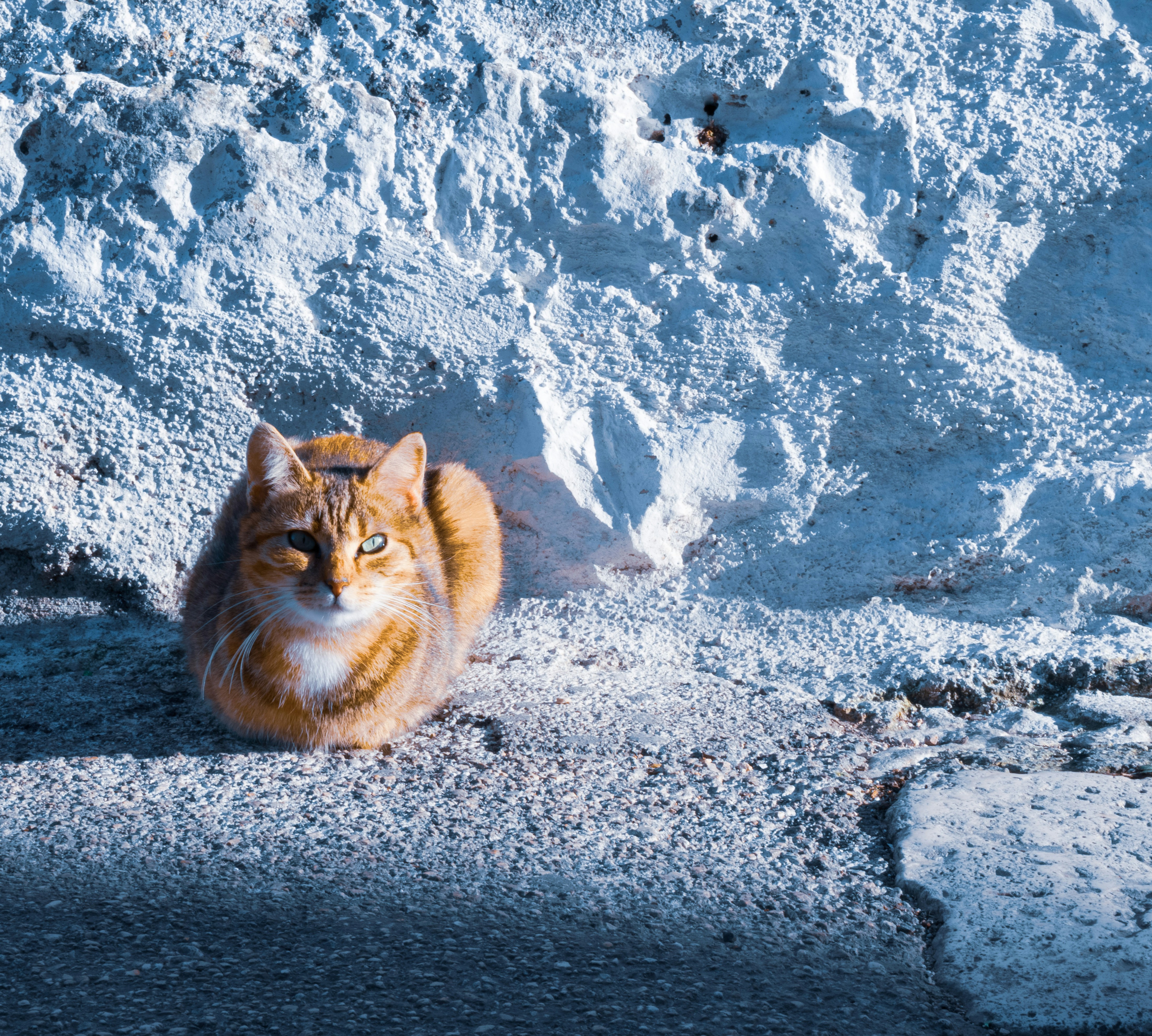 Ginger Cat at the Snow-Covered Curb in Crisp Daylight
