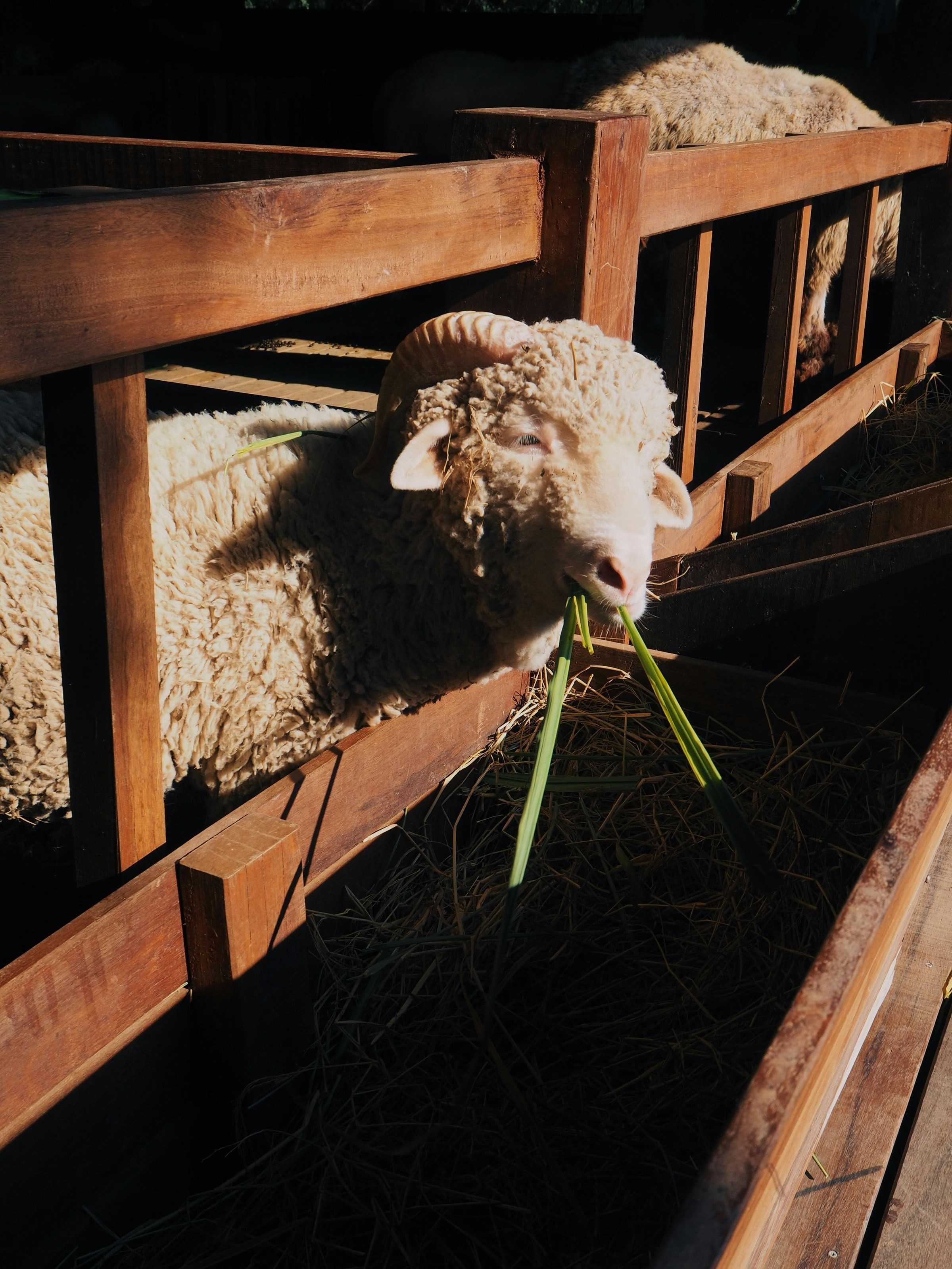 Sheep at the Feeding Fence in Golden Sunlight