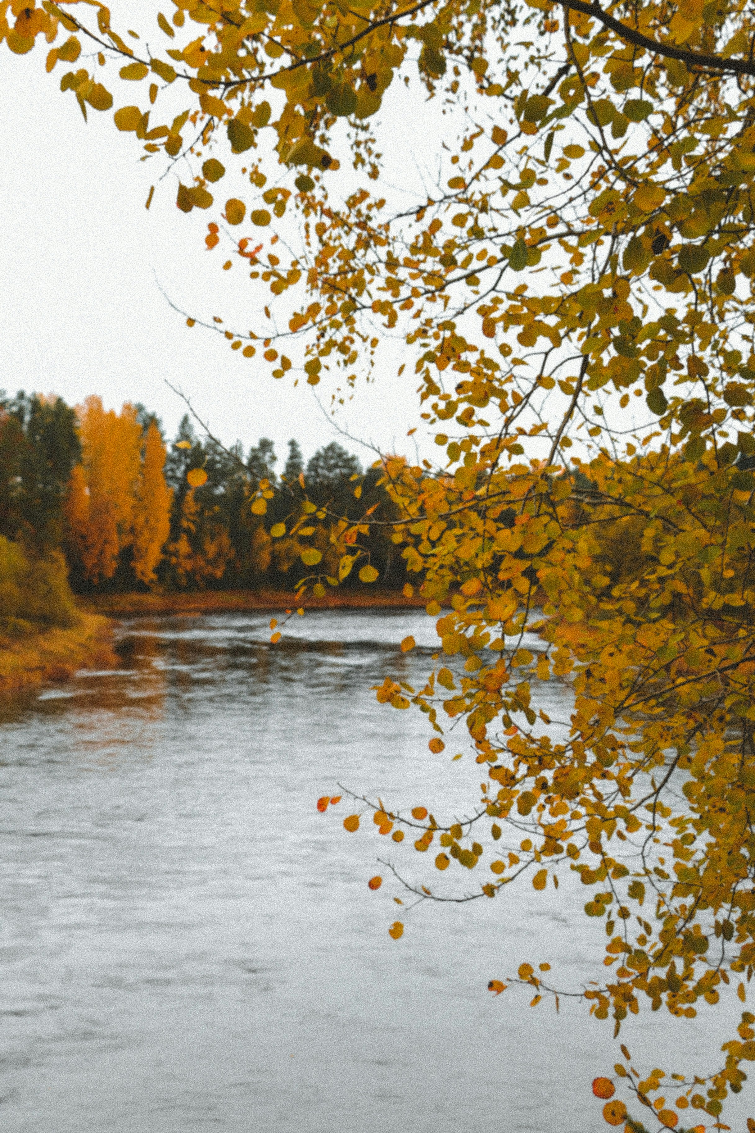 Finding Our Way Back to Normal - Whence? By Norm Lisy