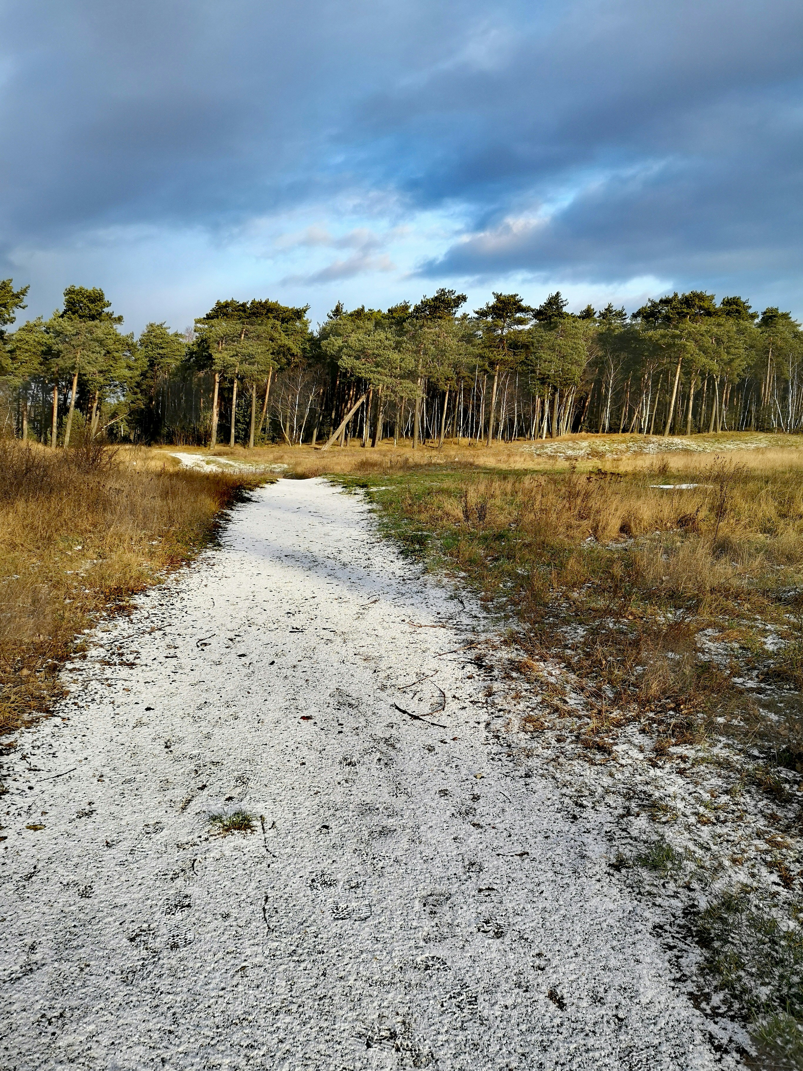 white road and forest trees under cloudy sky
