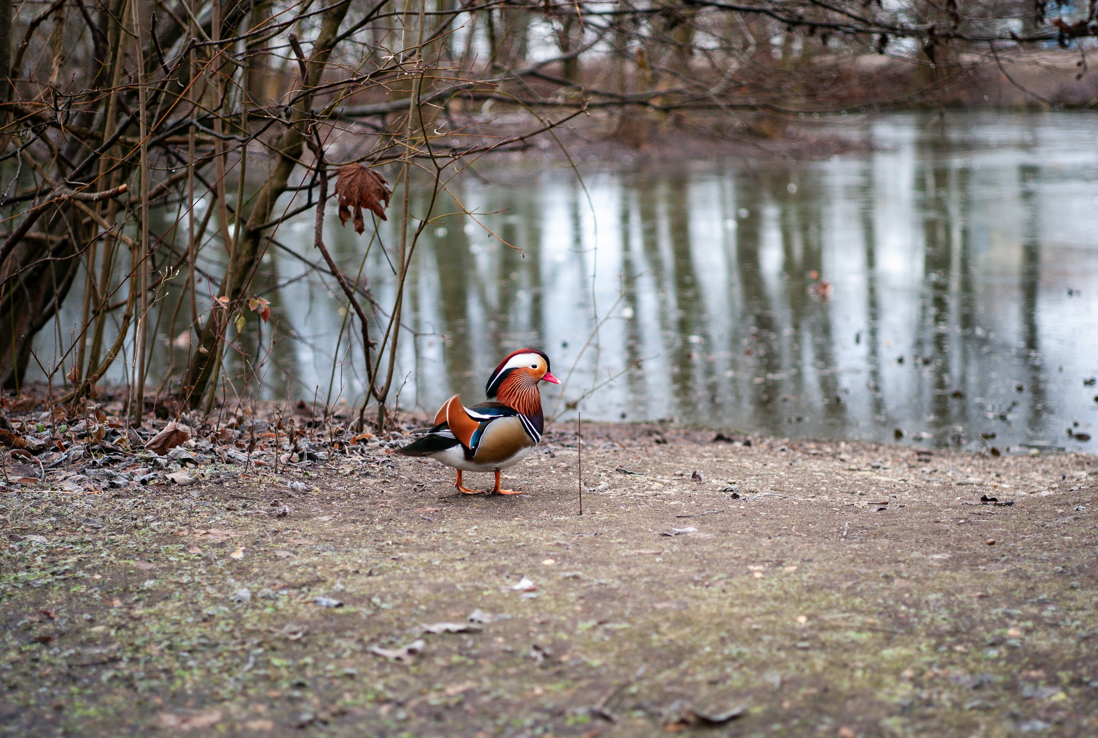 A vibrant mandarin duck stands gracefully on the bank of a tranquil pond, surrounded by bare branches and fallen leaves.