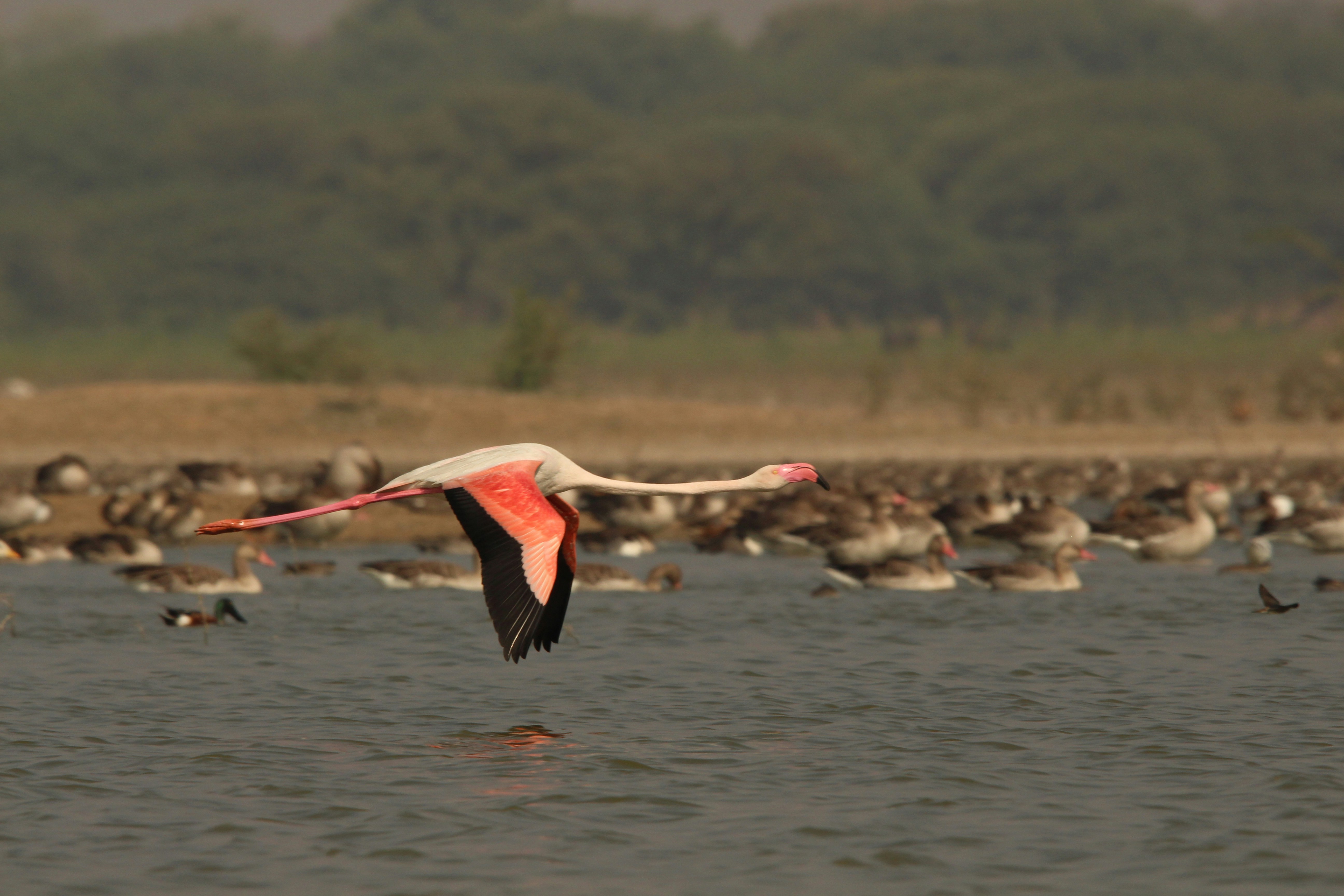 Pink Glide Over a Marsh: Flamingo in Flight Amid a Distant Flock