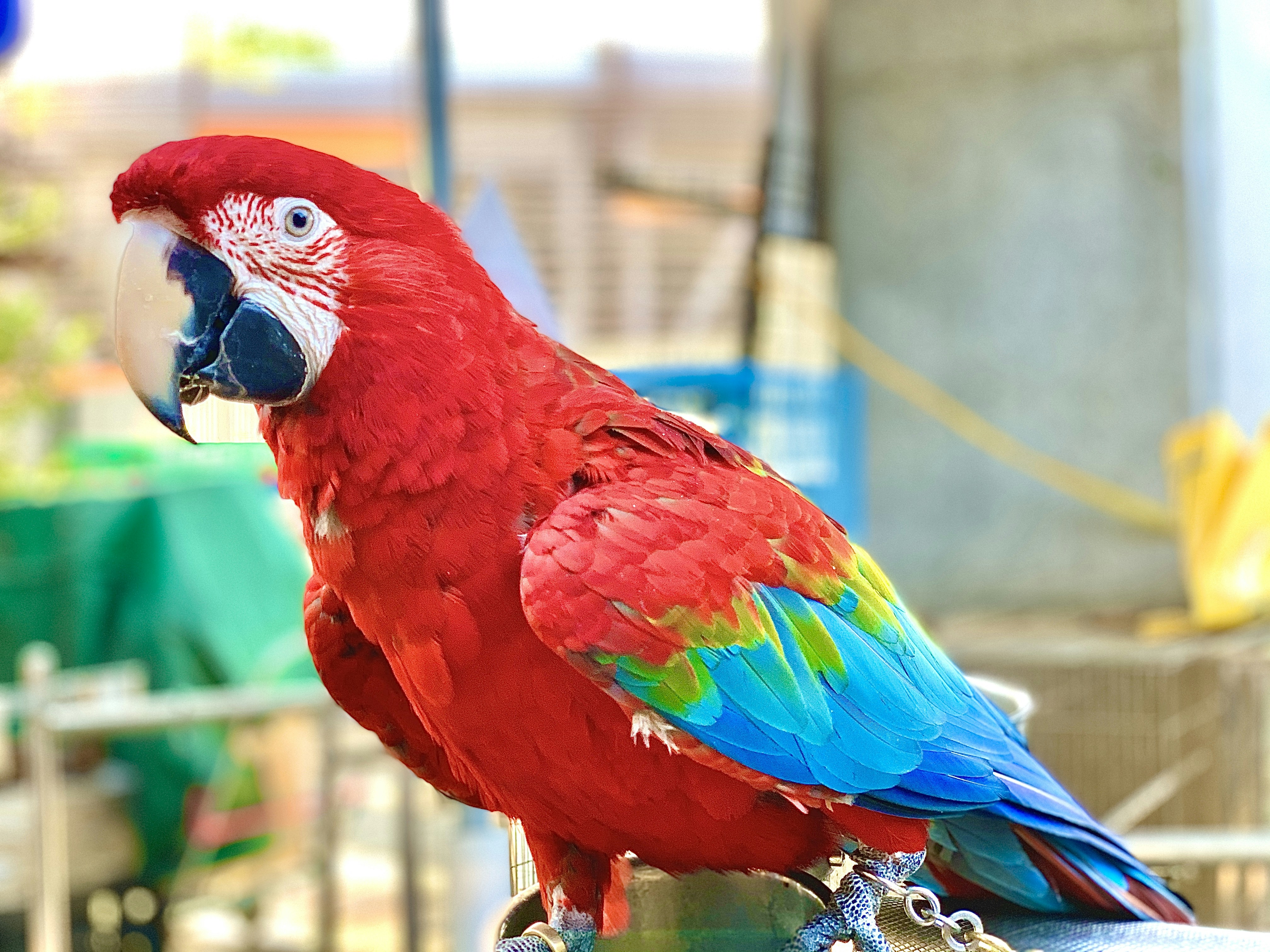 Vibrant Parrot Portrait: Red Plumage and Oceanic Blues