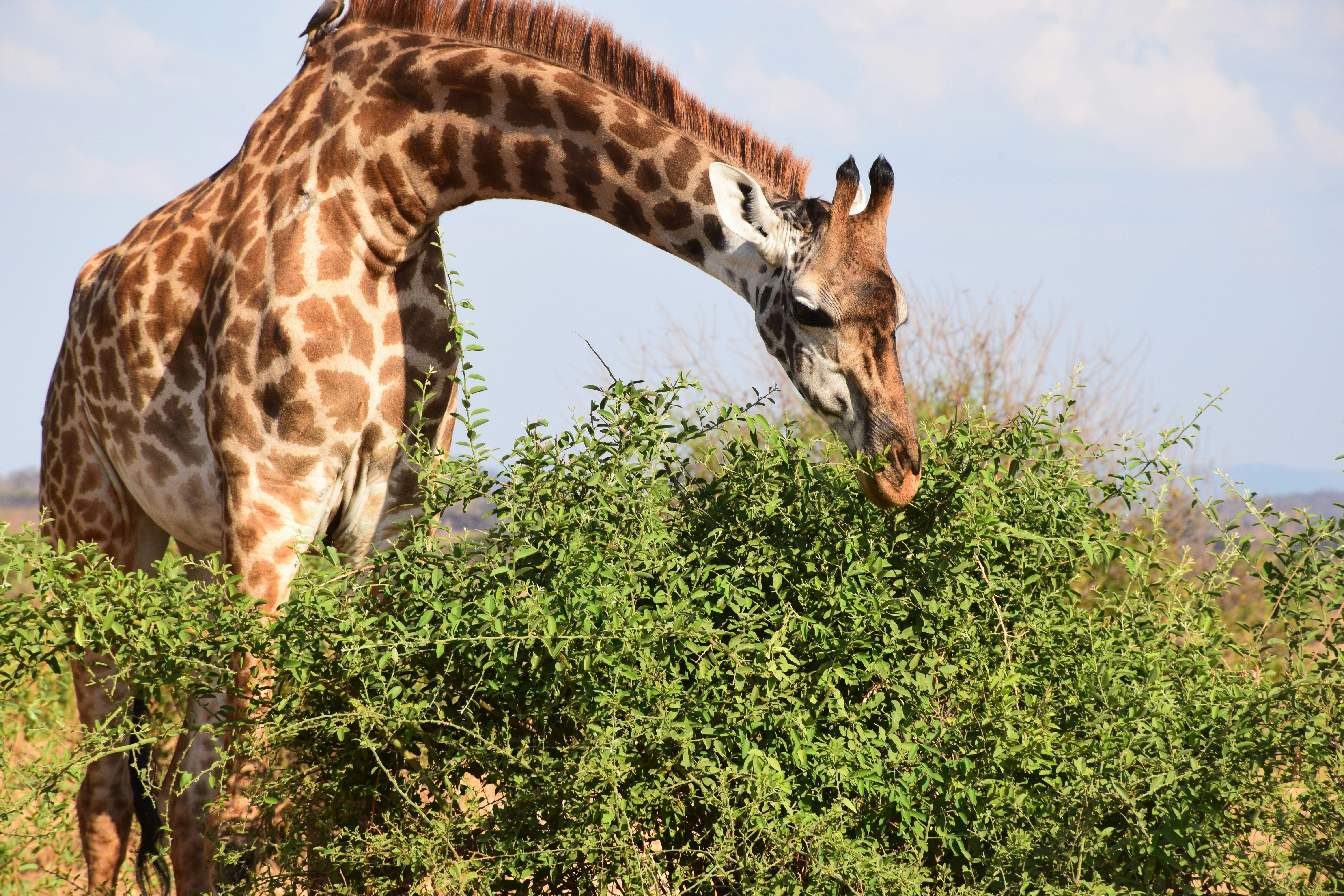 Giraffe at the Edge of the Scrub: A Sunlit Grazing Moment