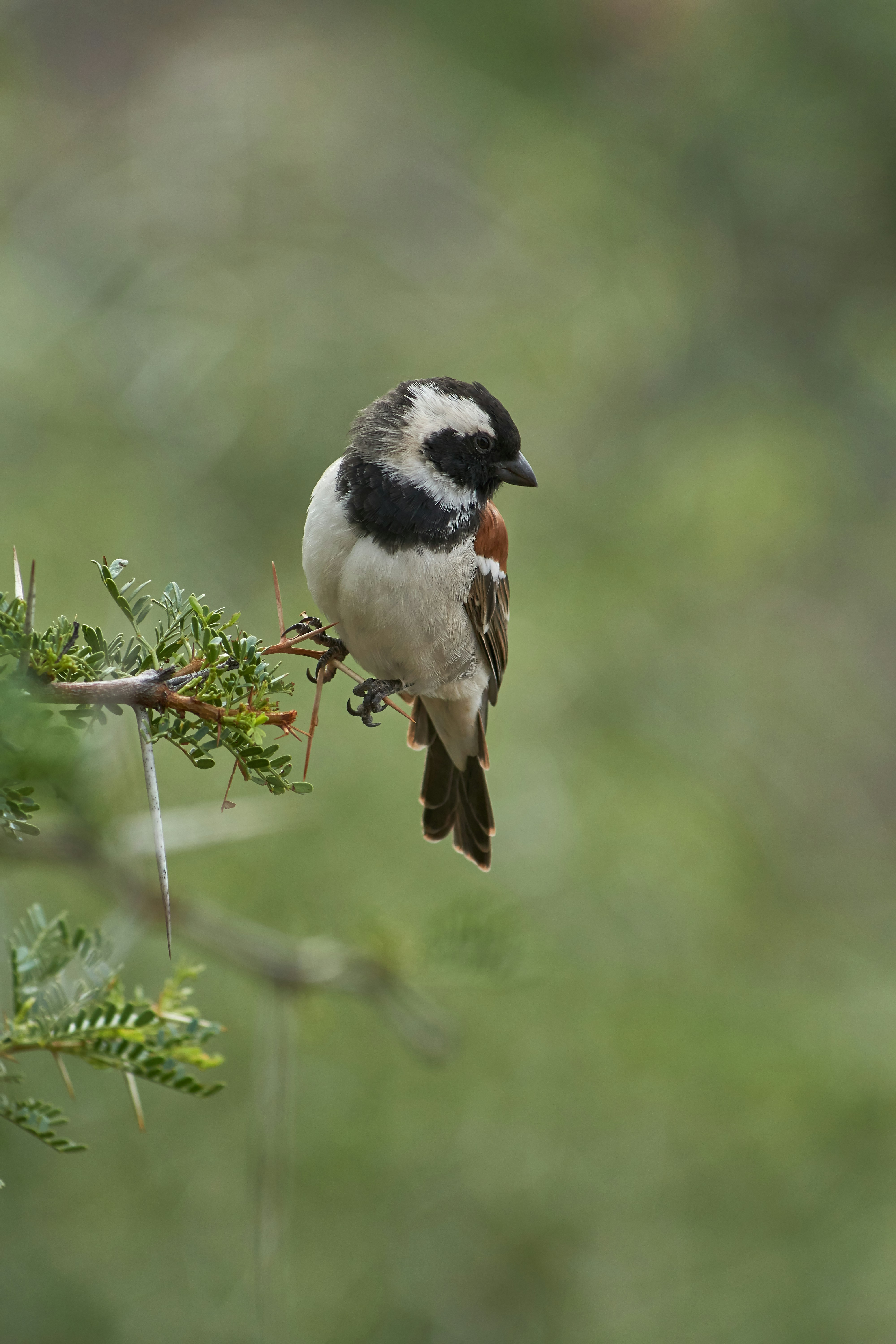 Beige and brown bird photo – Free Bird Image on Unsplash