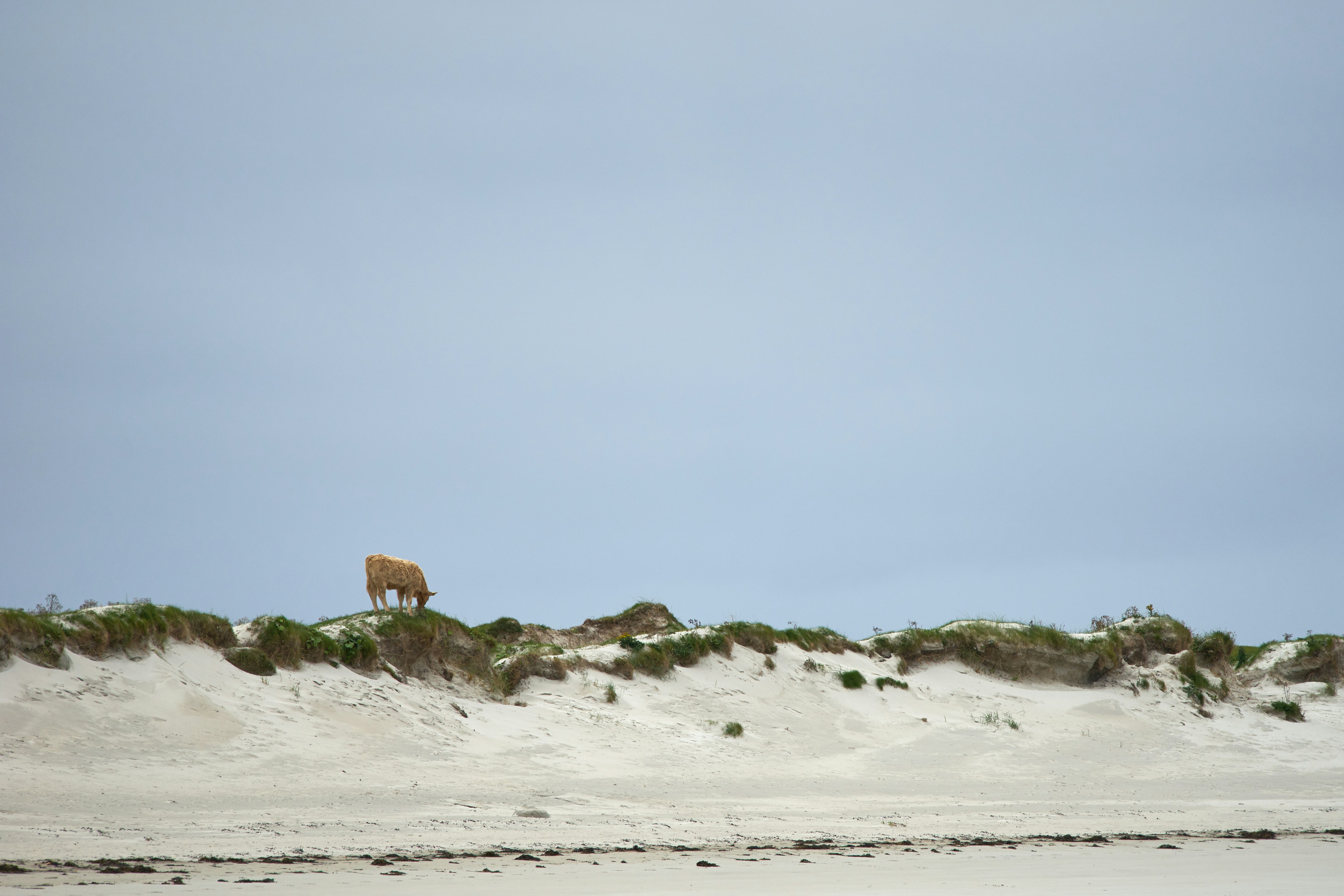 Dune Crest Sentinel: A lone herbivore on a windswept coast
