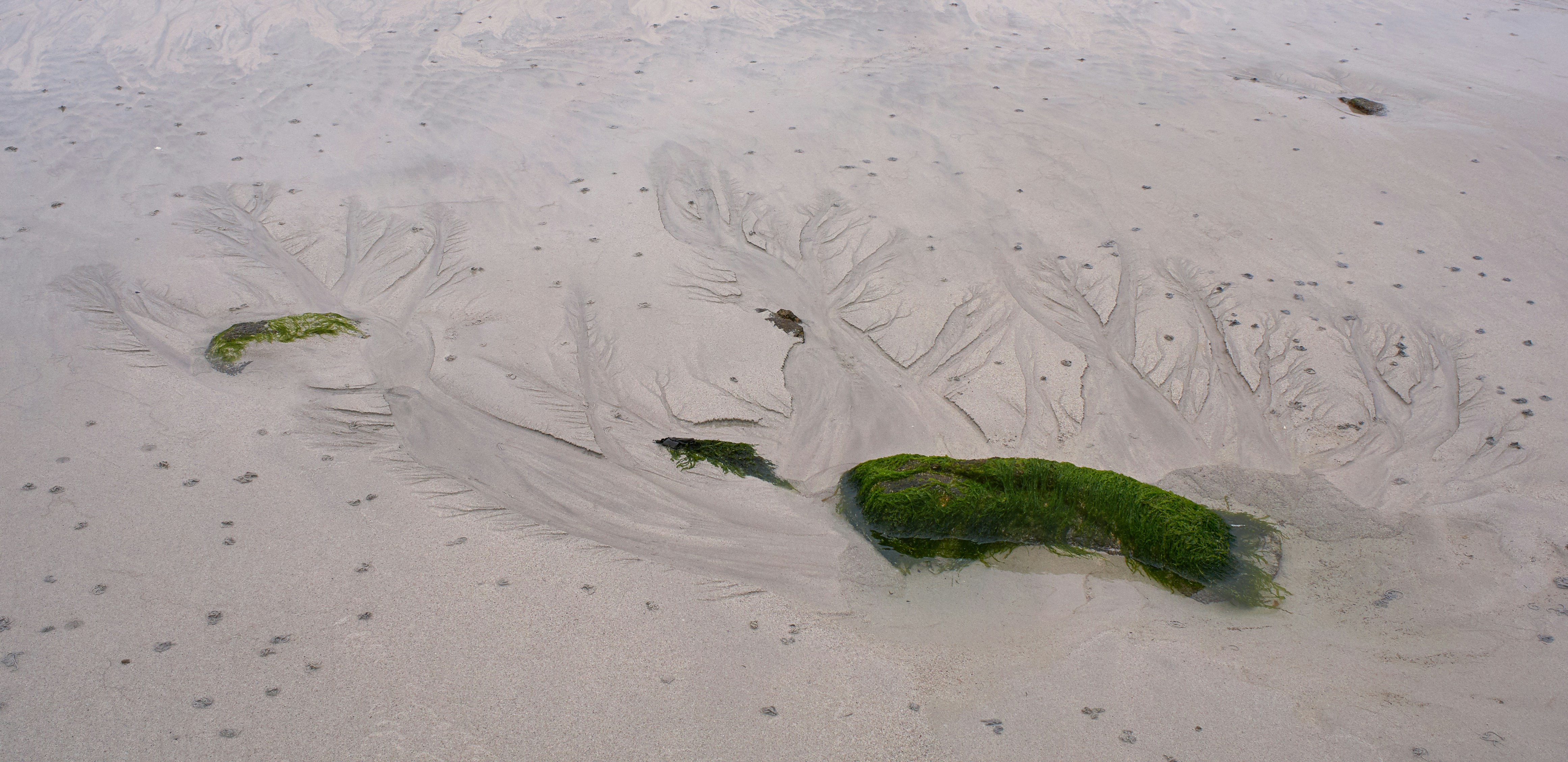 Seaweed Rosettes Nestled in Wind-Etched Sand