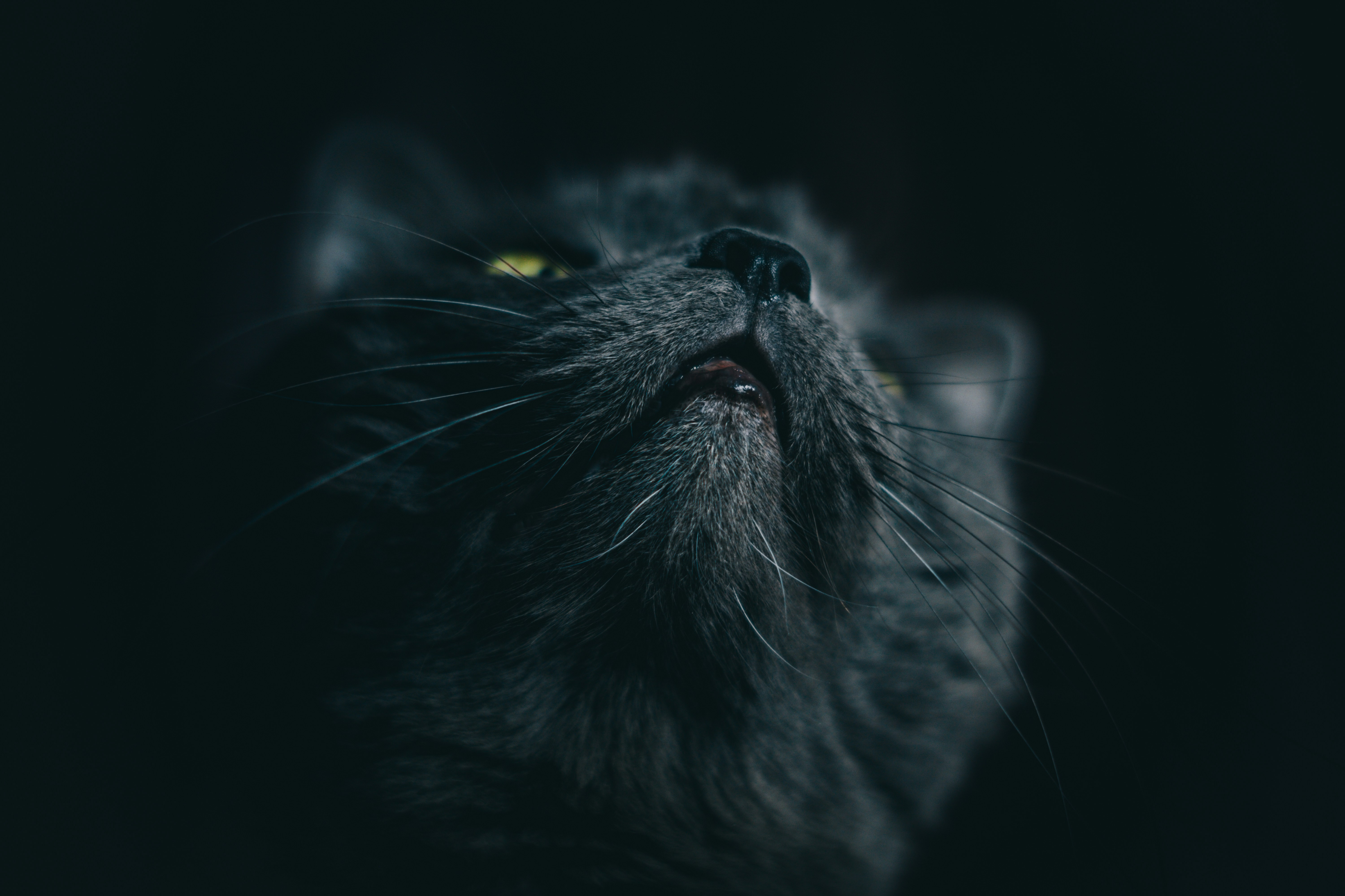 black cat
