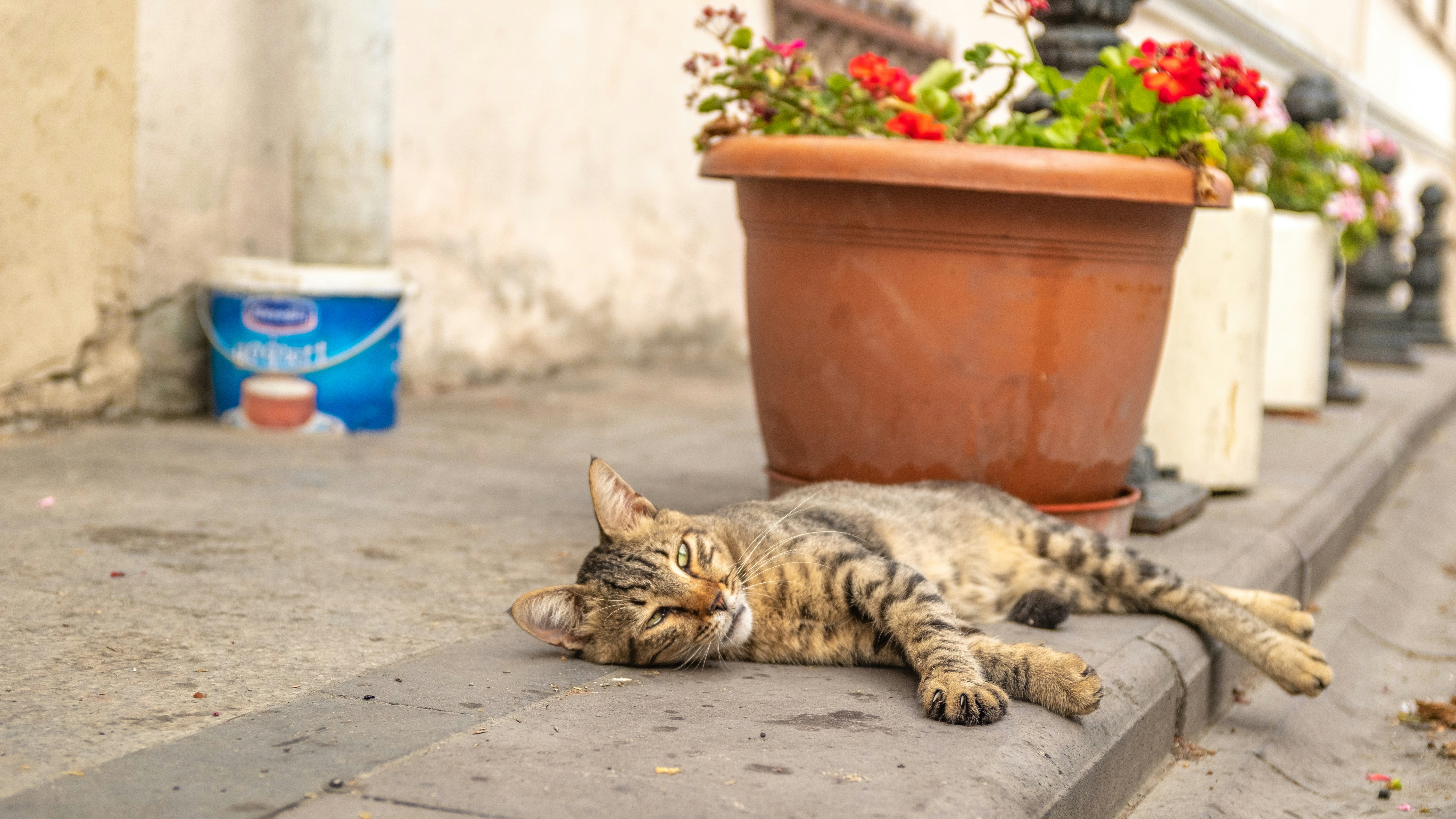 Cityside Catnap: a striped feline at rest beside potted blooms