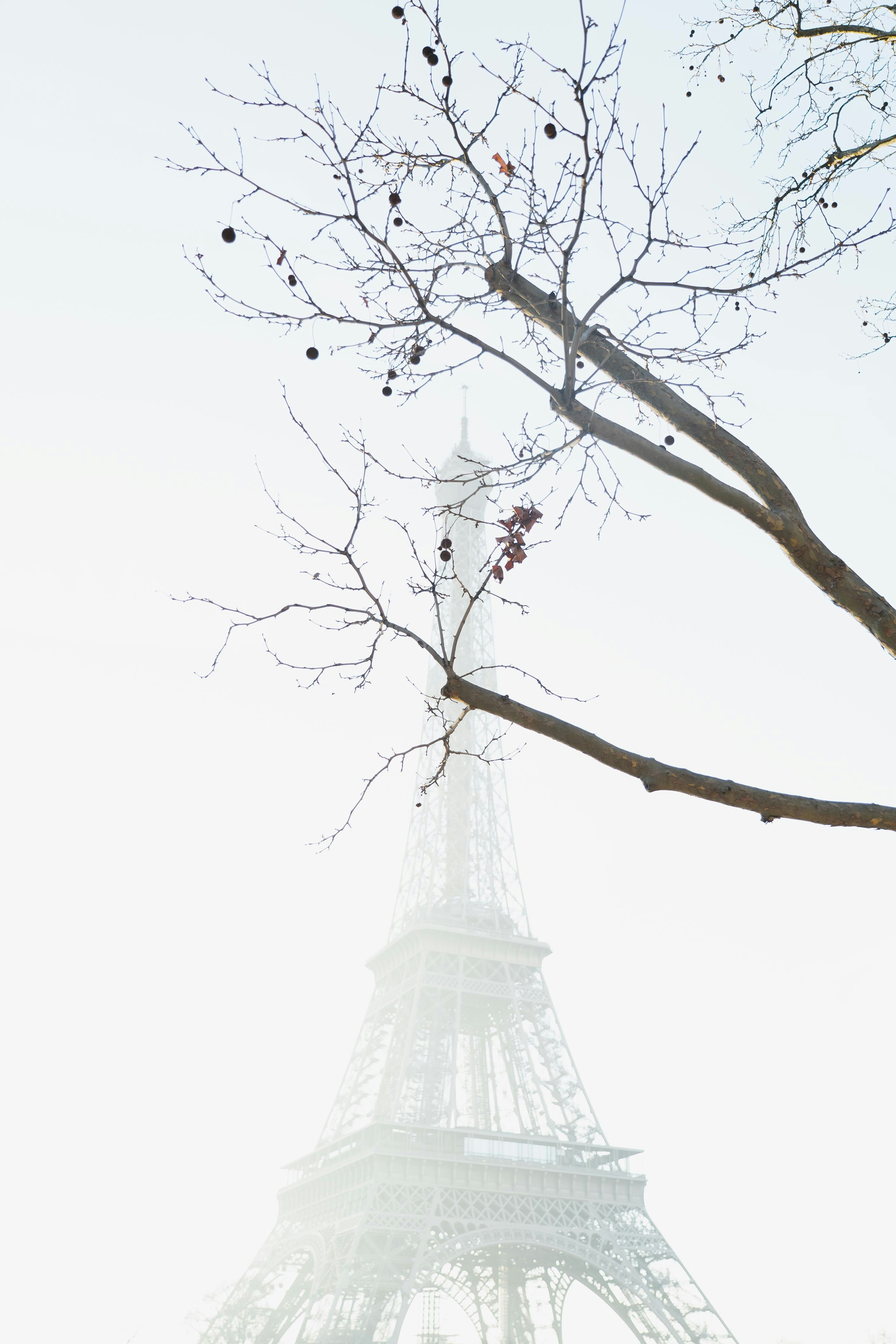 Imágenes de Tronco De Árbol Pálido | Descarga imágenes gratuitas en ...