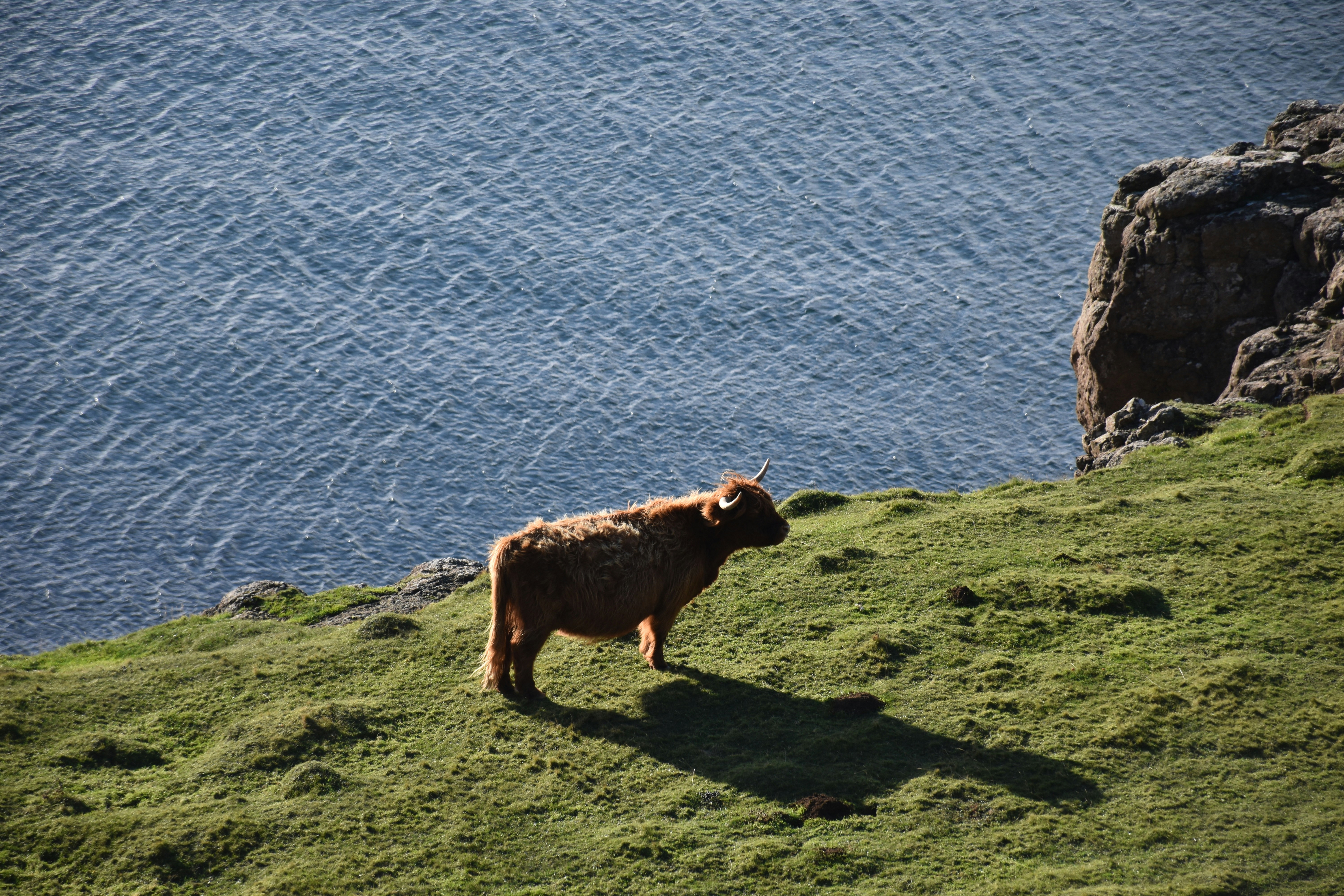 Brown cattle standing on a grassy hill with a body of water in the background.