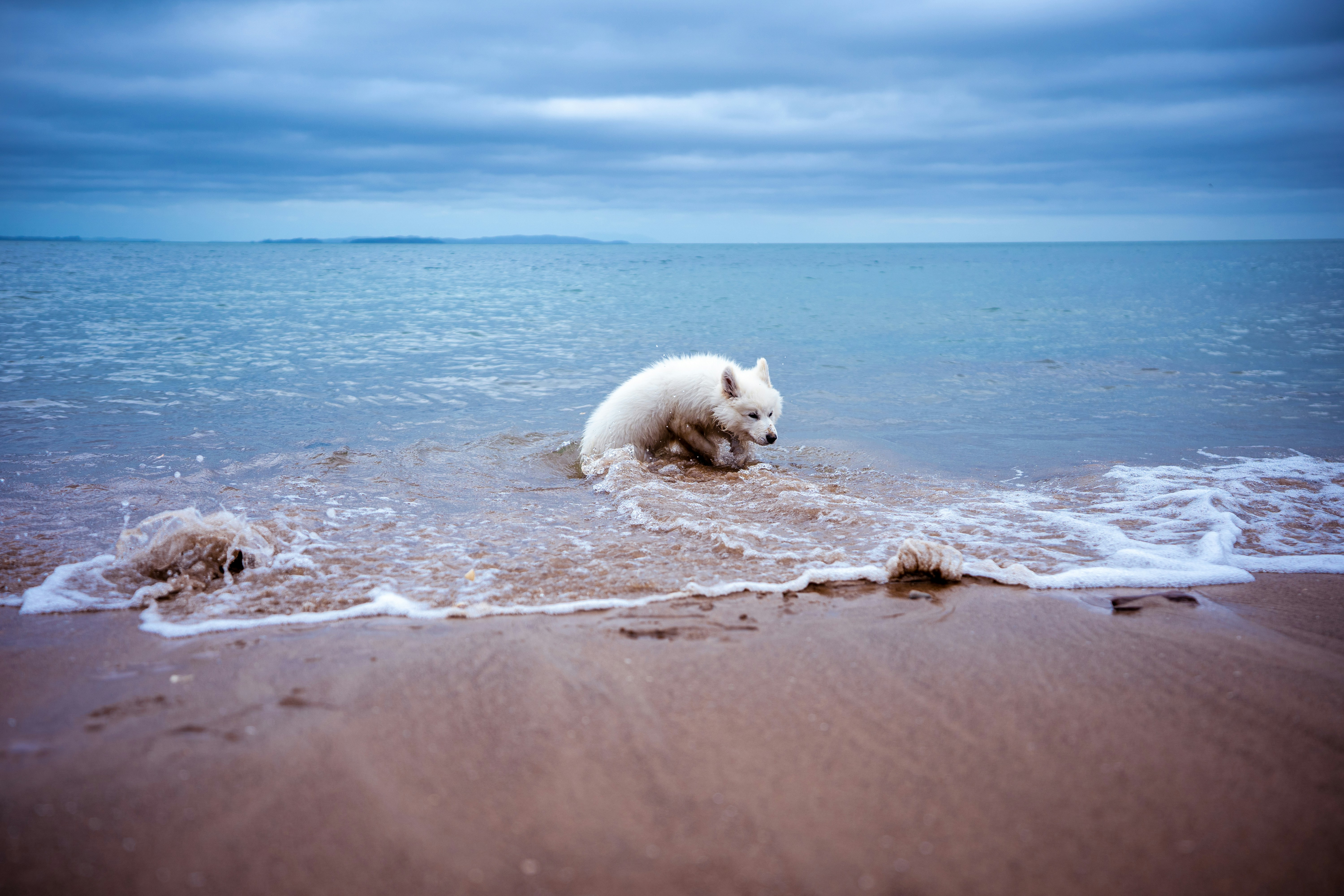 white shepherd puppy "angelo" playing on the beach