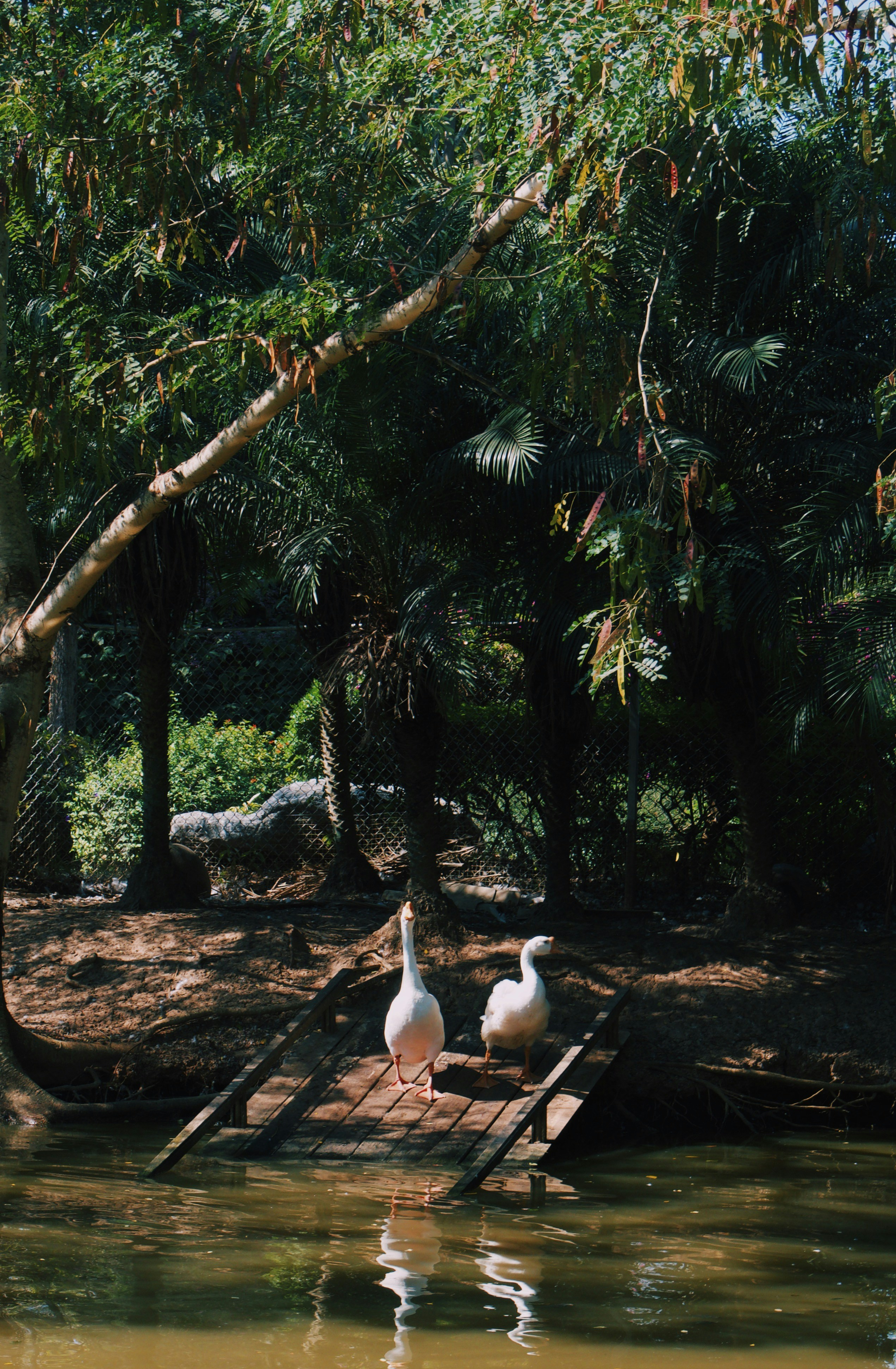 two white goose on the ocean dock