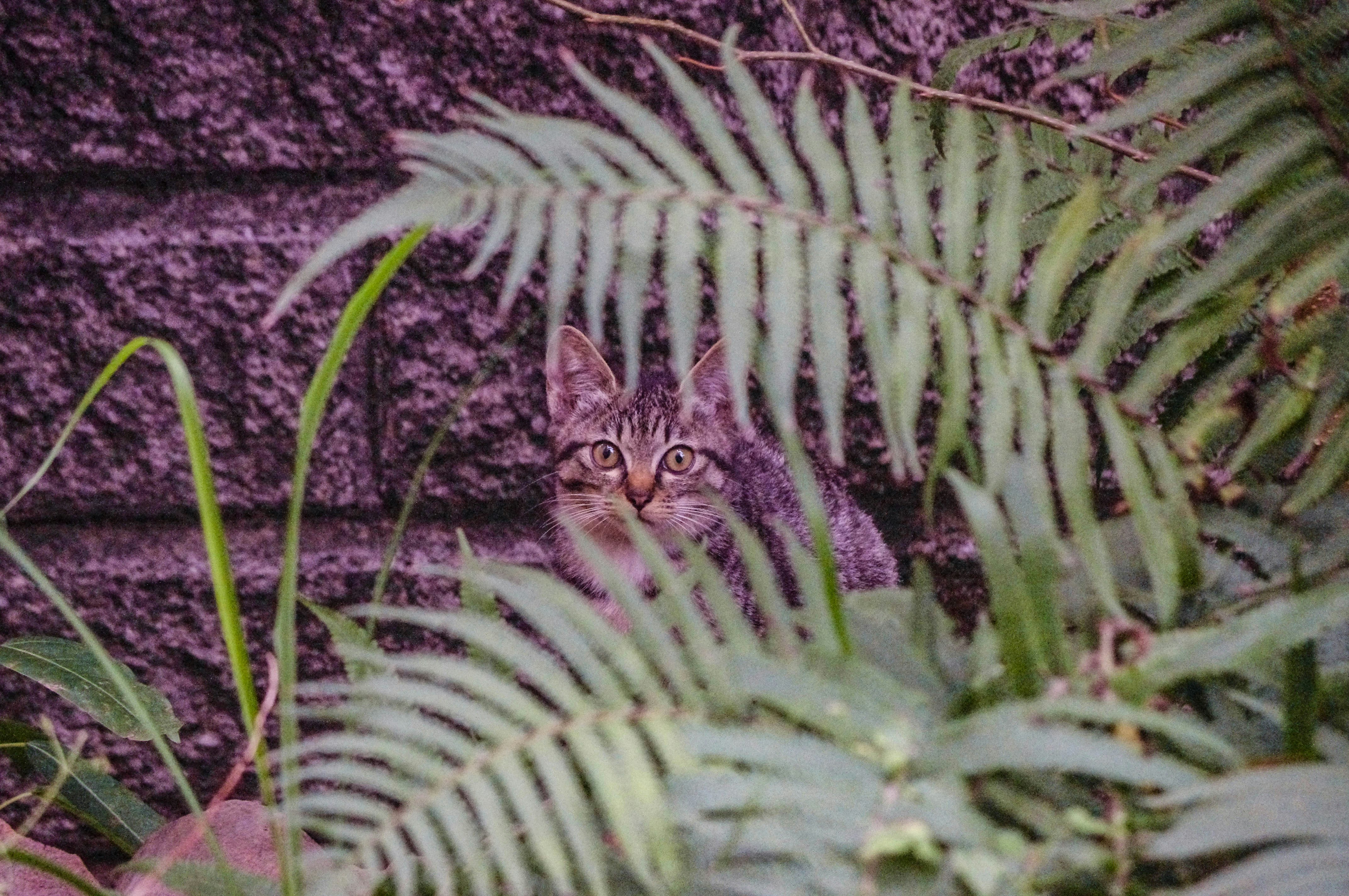 Hidden in the Ferns: A Cat’s Alert Gaze in Quiet Garden Shade