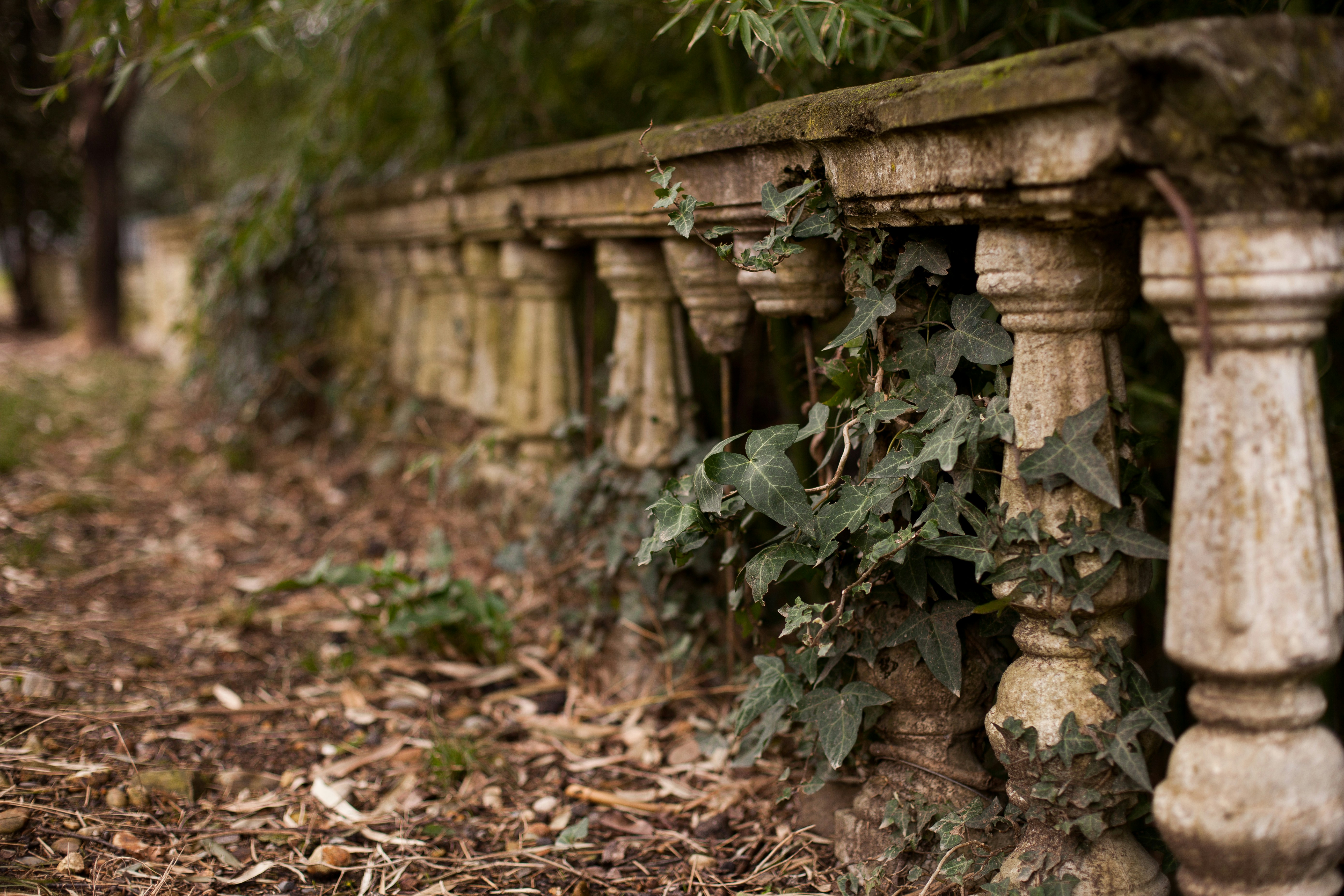 Overgrown ivy entwined around an aged stone balustrade, showcasing the passage of time and nature's reclamation.