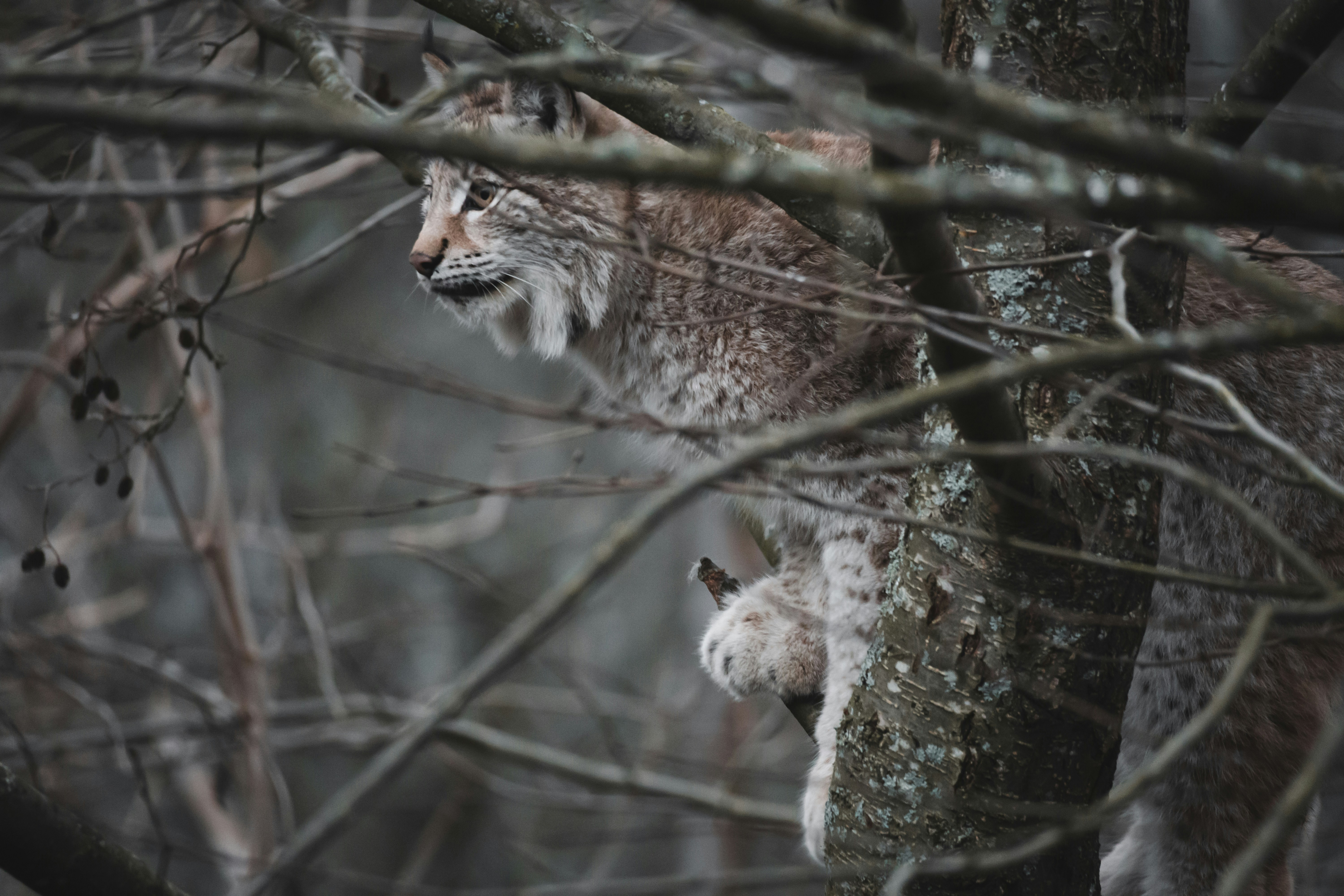 Lynx on a Frosty Branch: A Quiet Gaze Through Winter Veils