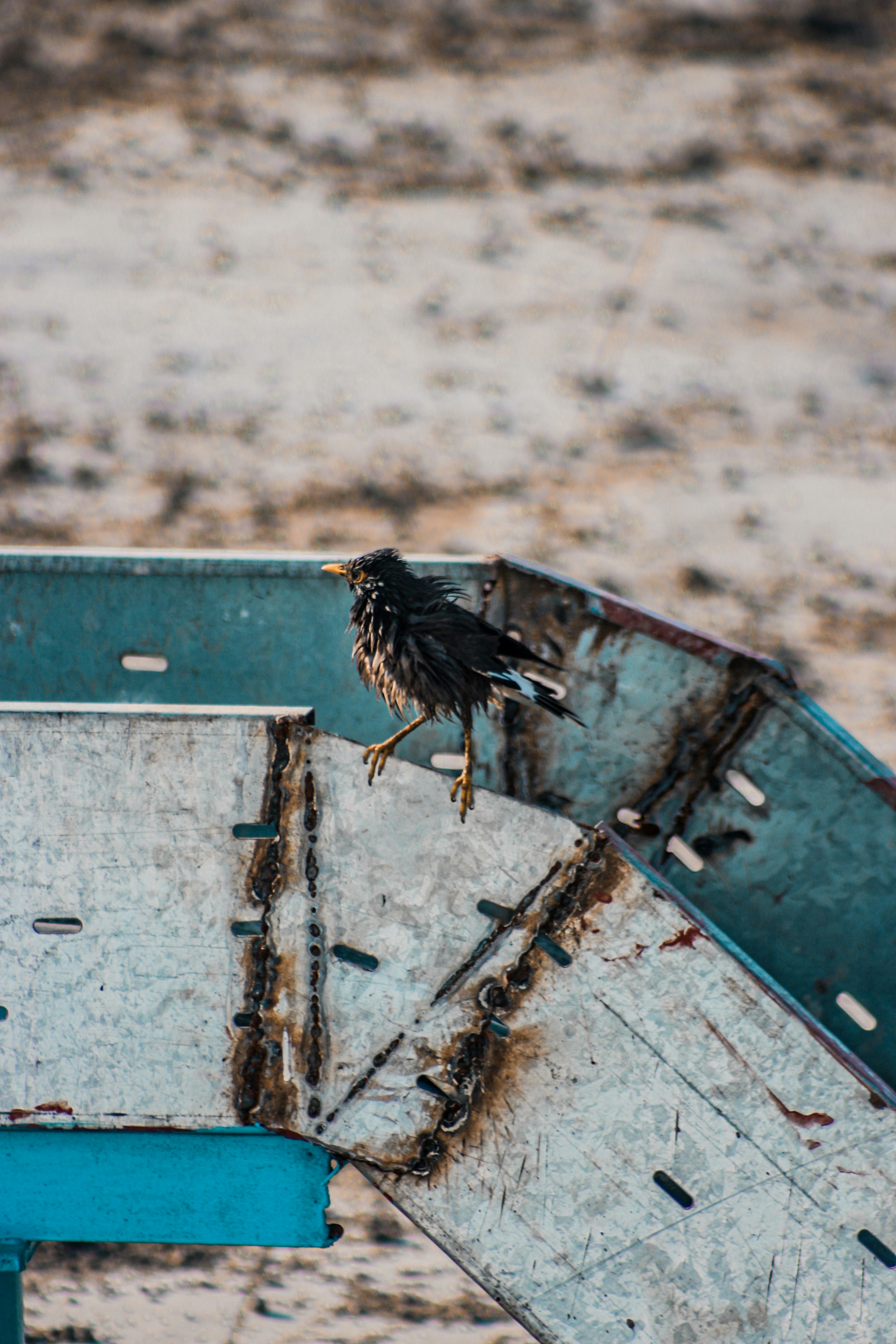 Blackbird Perches on a Weathered Turquoise Hull