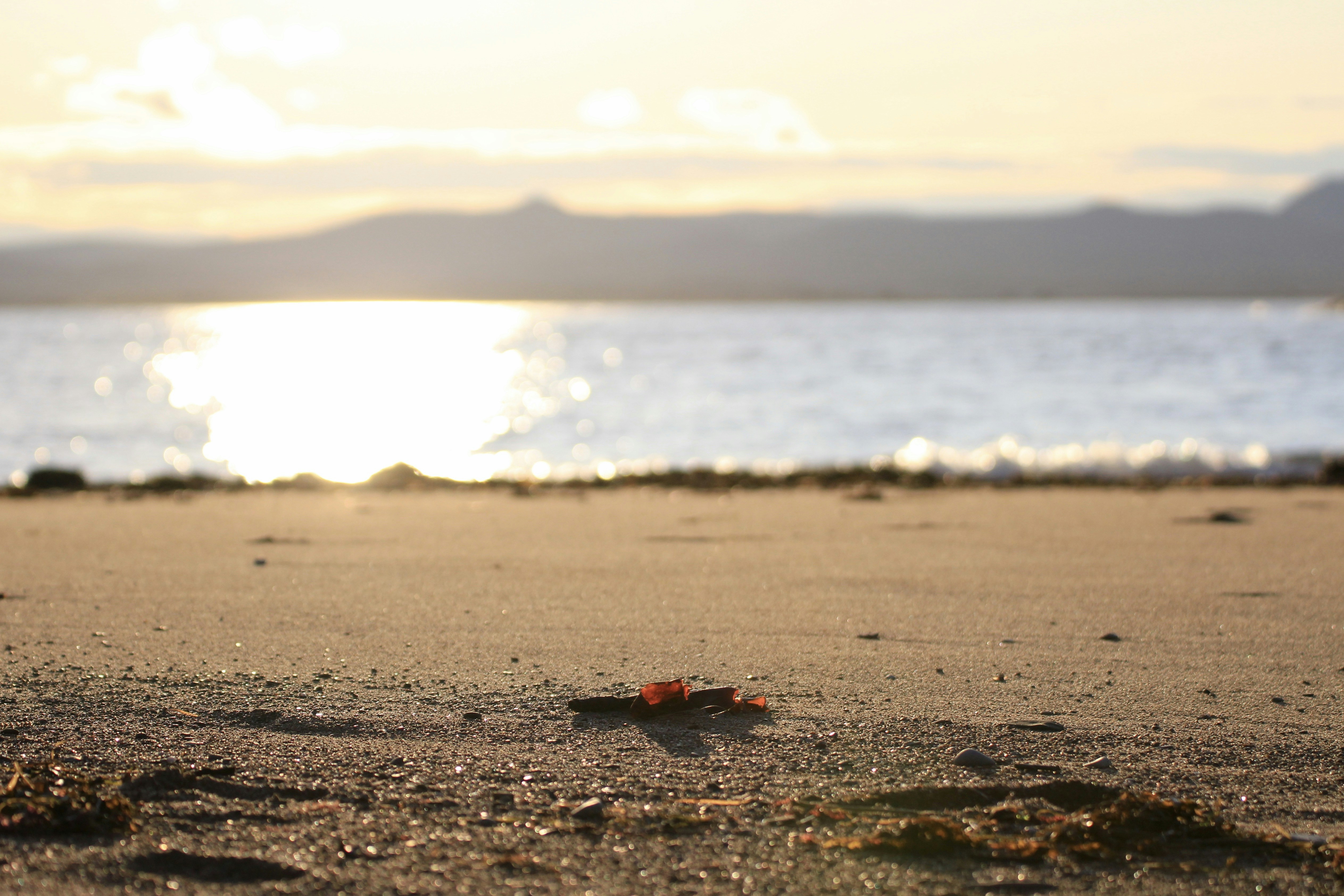 Amber Speck on the Quiet Shore at Dusk