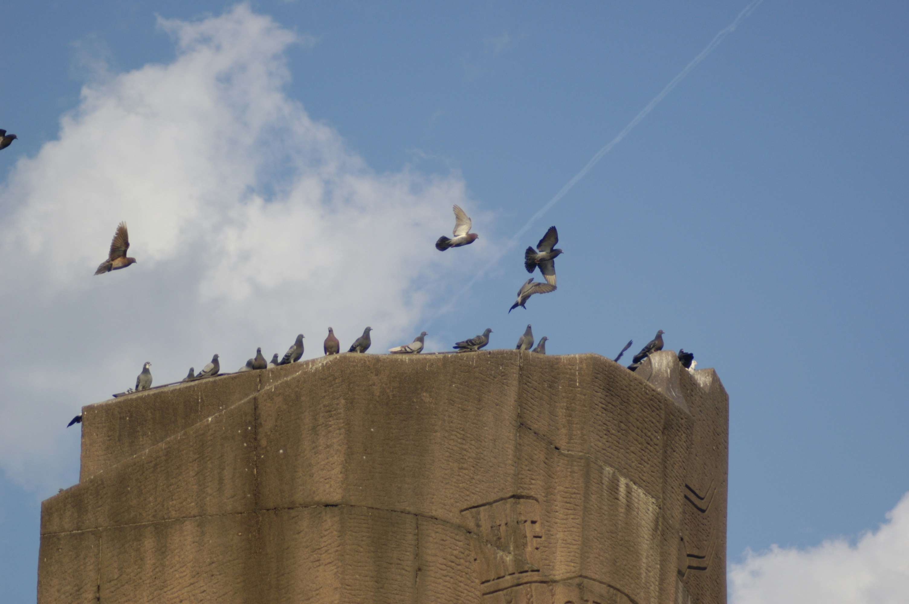 Perched Flock on a Weathered Pillar Beneath a Clear Sky