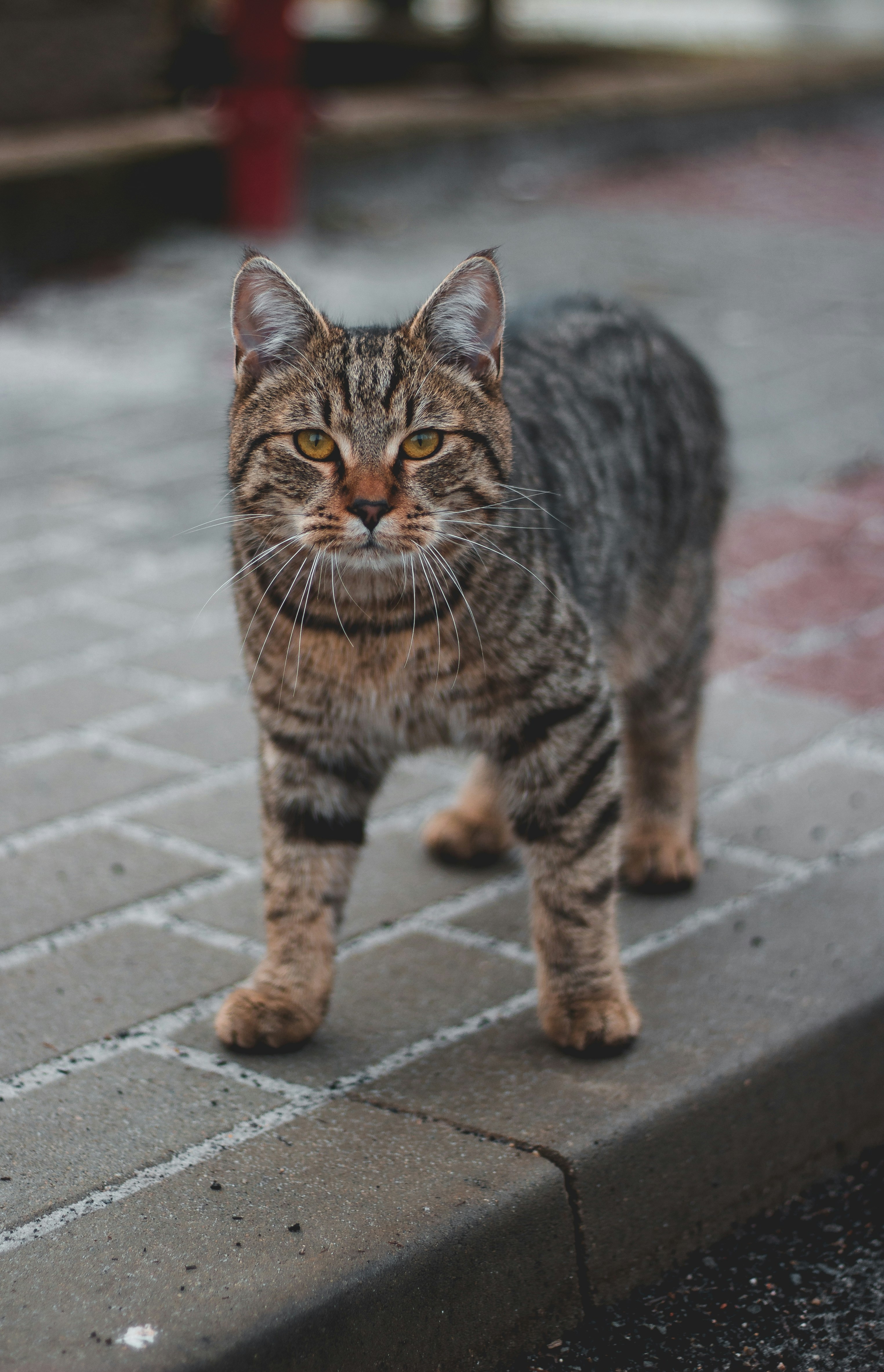 A tabby cat confidently walking along a cobblestone path, showcasing its striking features and curious demeanor.