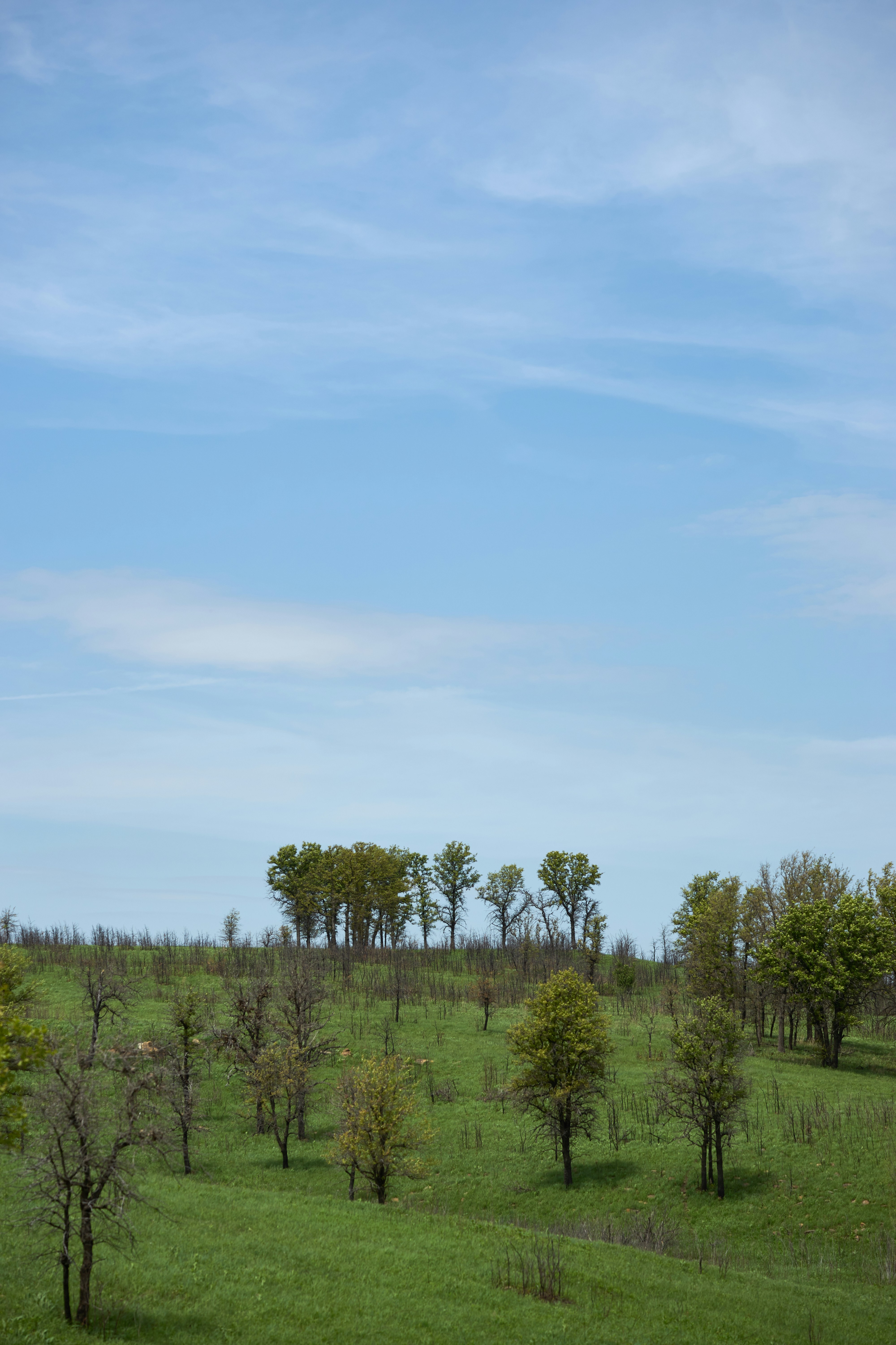 A tranquil landscape featuring a gentle slope adorned with scattered trees under a soft blue sky. The lush green grass adds to the peaceful ambiance.