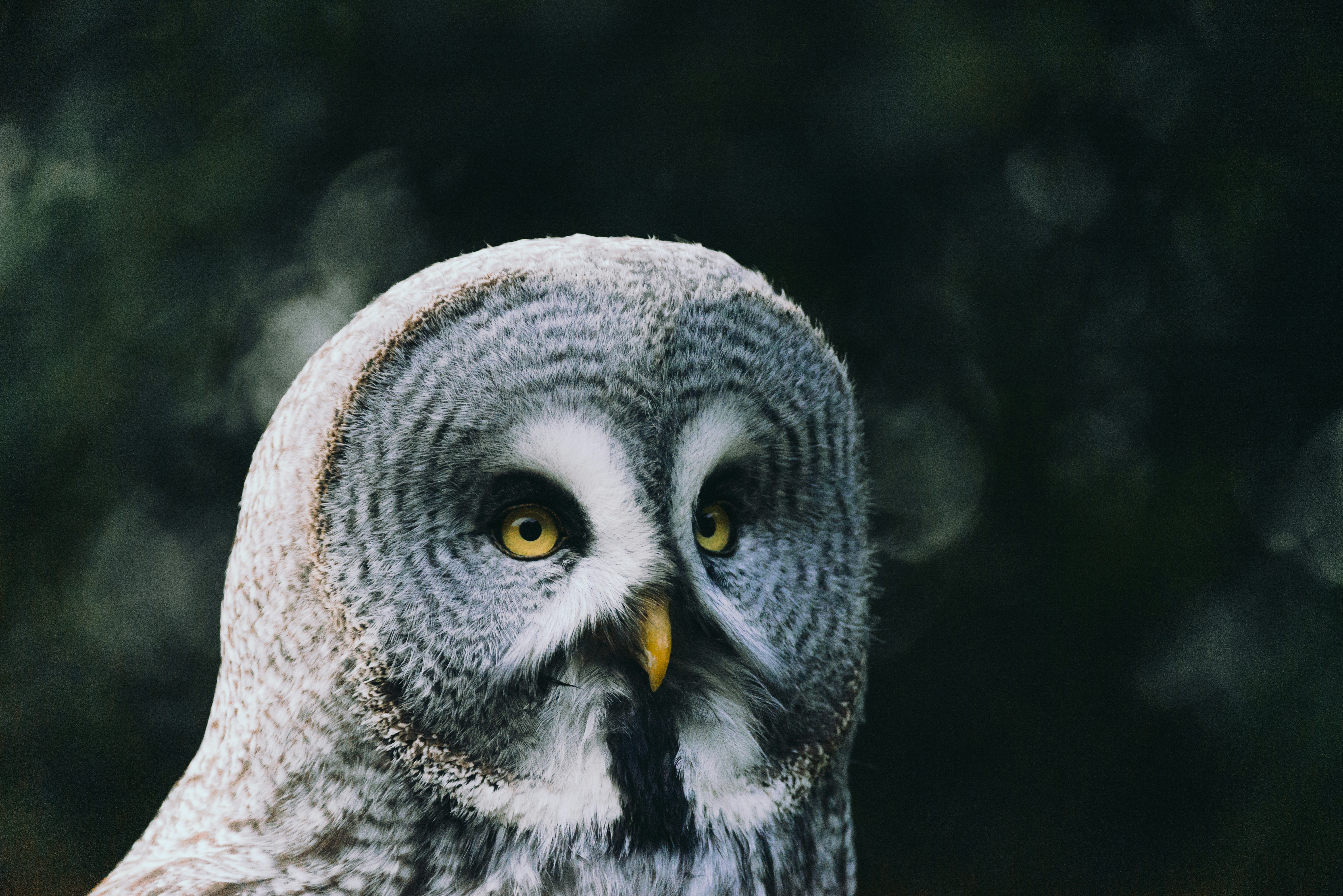 Close-up of a Great Grey Owl, showcasing its striking yellow eyes and intricate feather patterns against a blurred dark background.