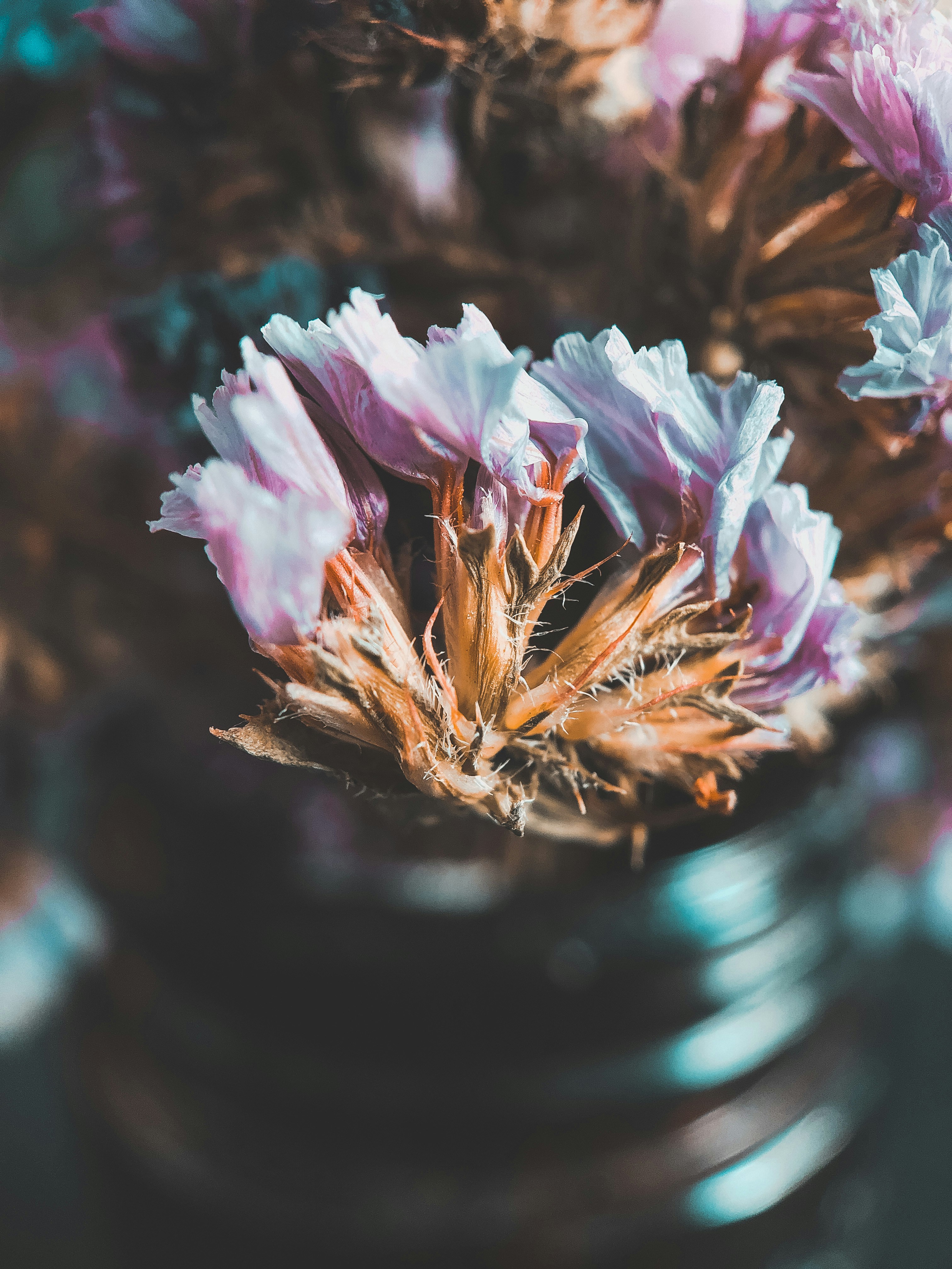 Petals in a Glass Vessel: a close-up study of lavender-dusted dried blooms