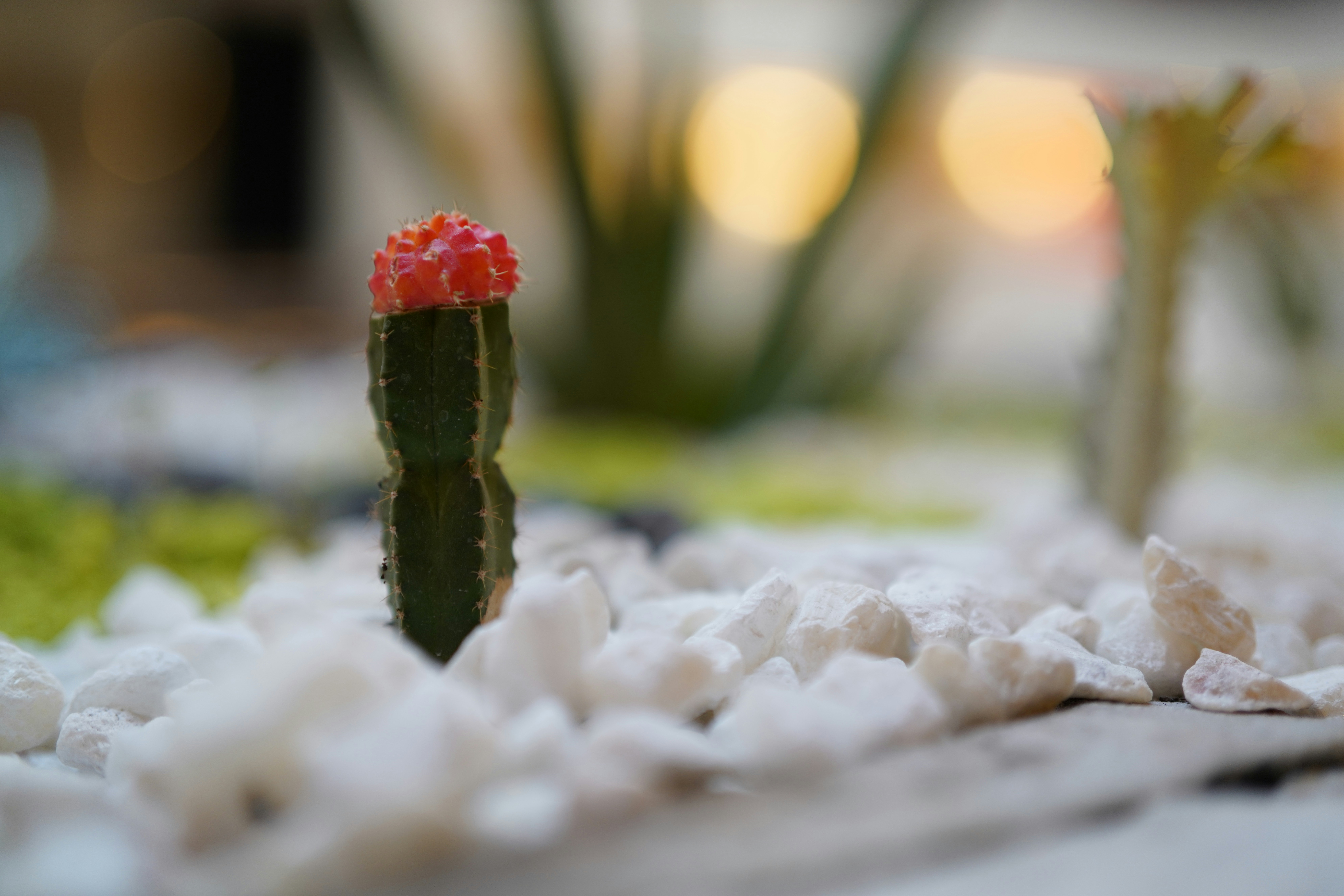 Small cactus with red flower amidst white stones, blurred background.