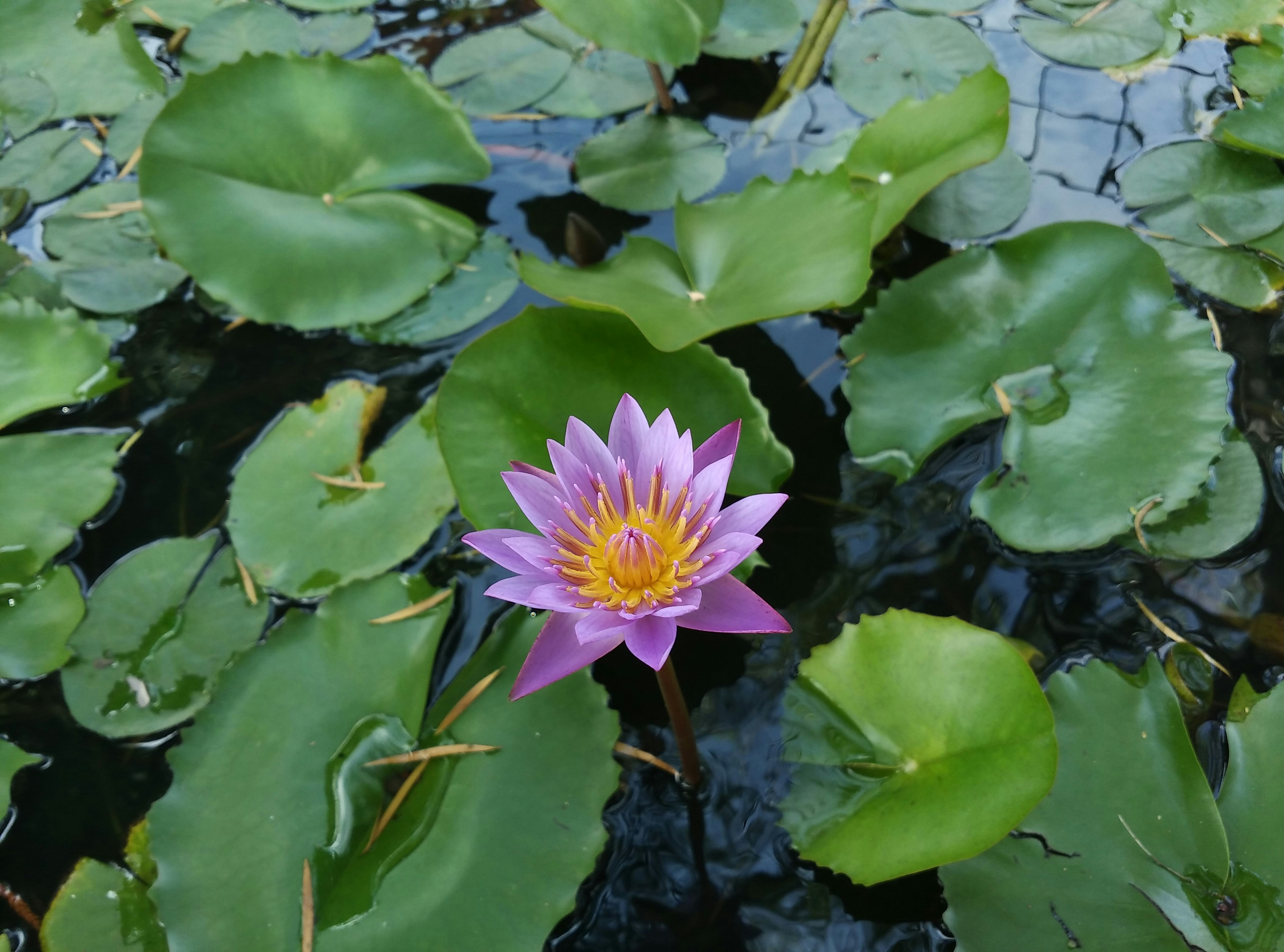 Vibrant purple water lily surrounded by lush green lily pads on a serene pond.
