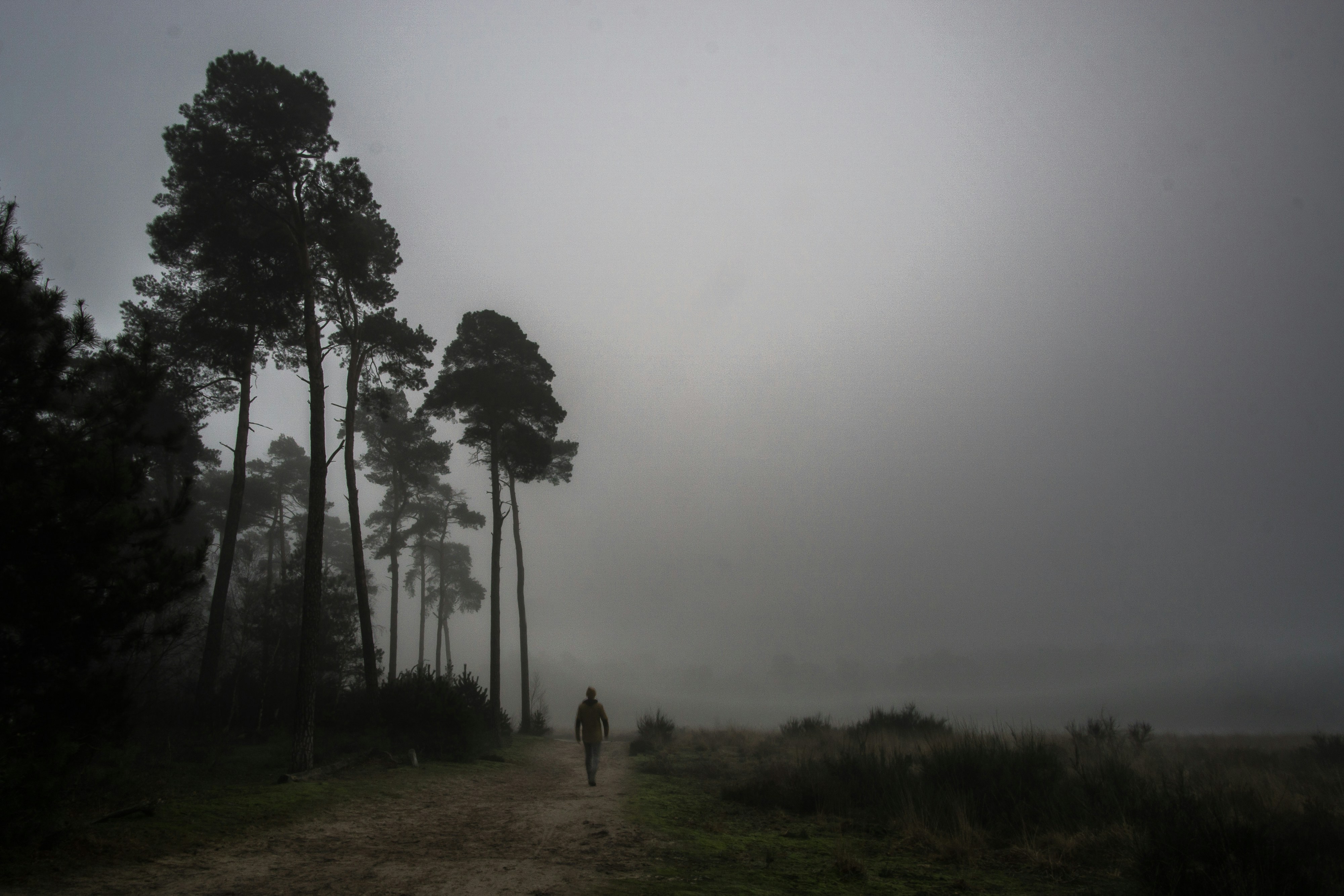 A solitary figure walks along a fog-laden path, flanked by towering trees, evoking a sense of tranquility and introspection.